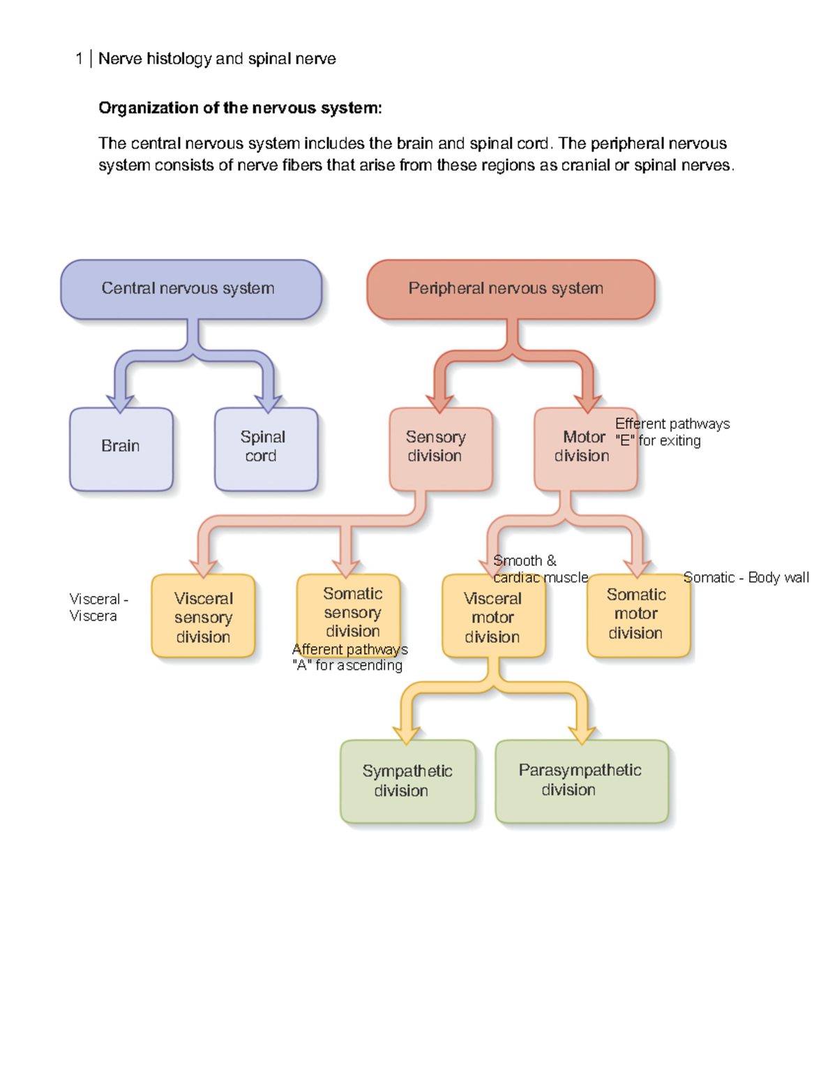 6. Nerve histology and spinal nerve - Handout - Organization of the ...