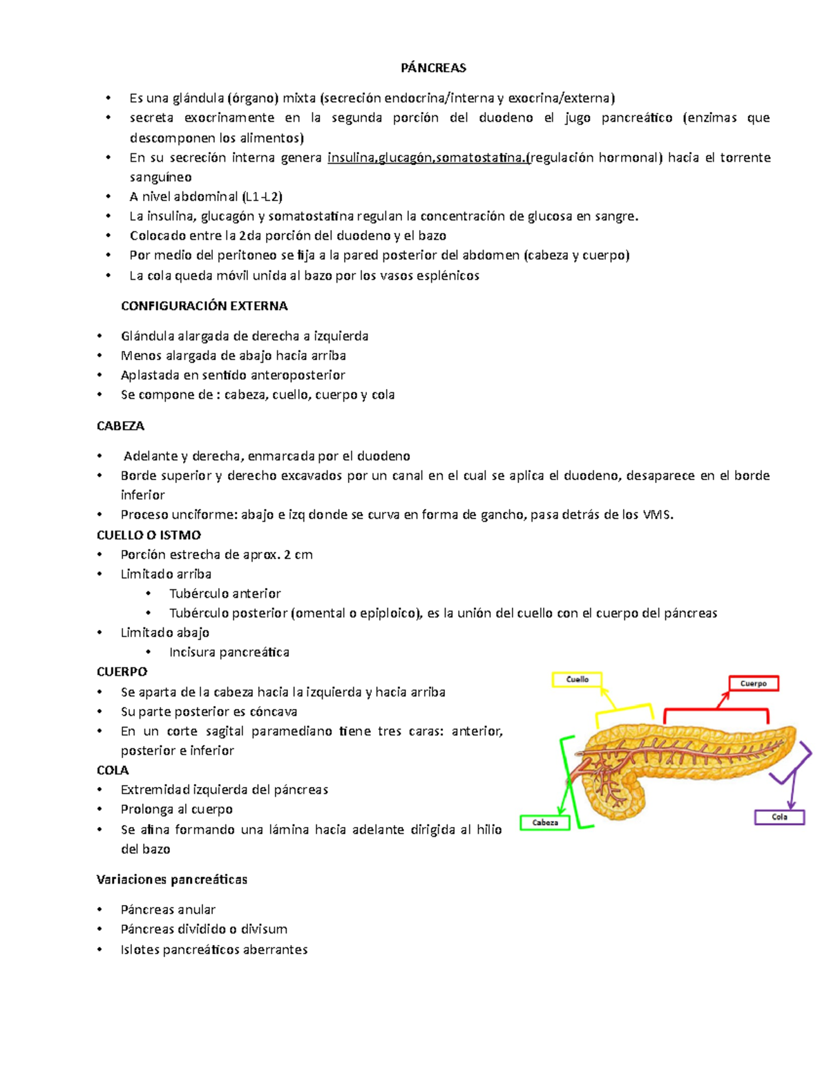 Pancreas resumen - Es una mixta y secreta exocrinamente en la segunda ...