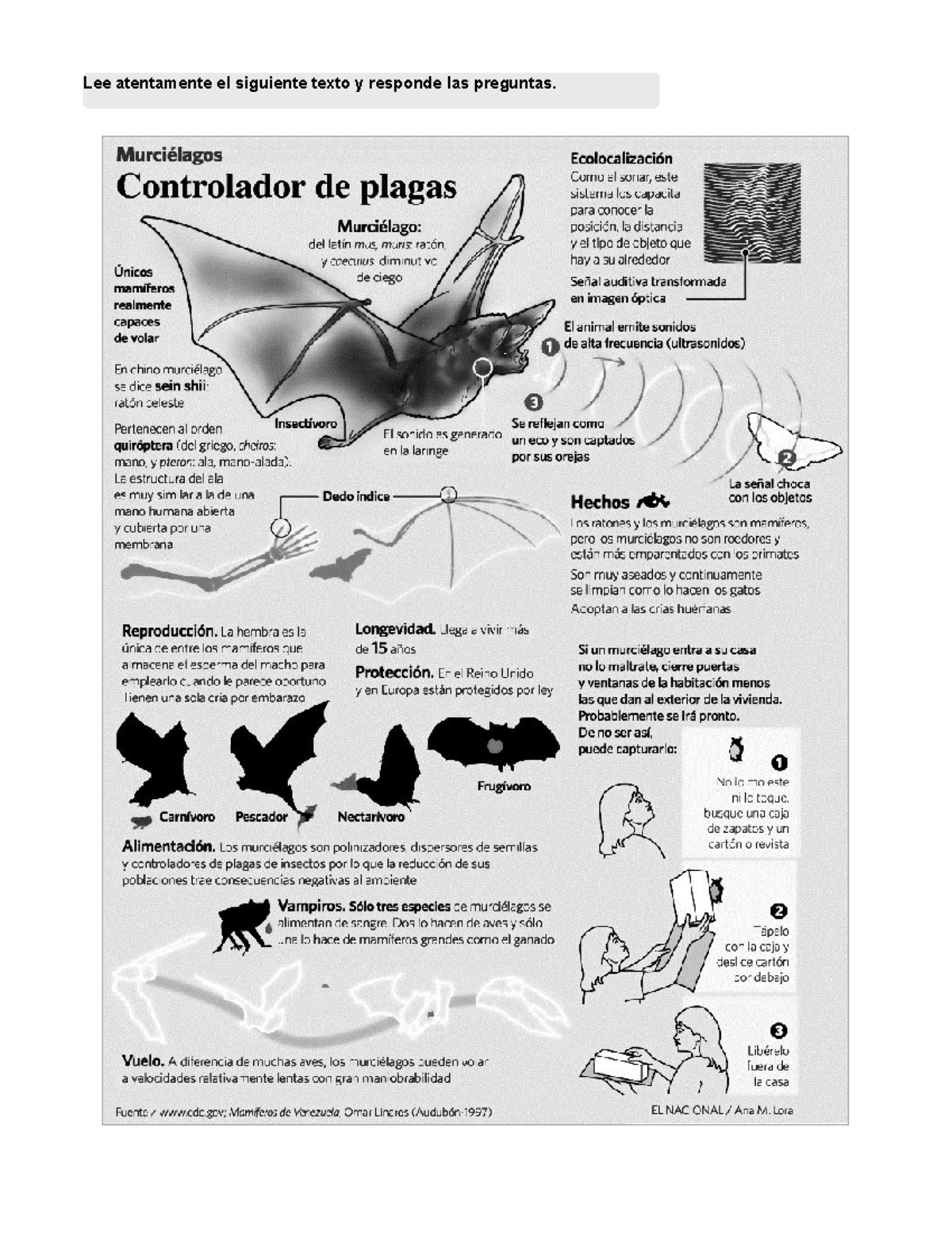 Ficha sobre los murcielagos - comunicación y argumentación - Lee ...