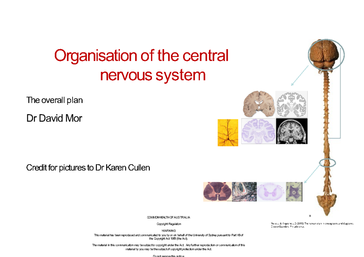 L5 L6 CNS organisation ANAT2010 2022 notes - Organisationof the central ...