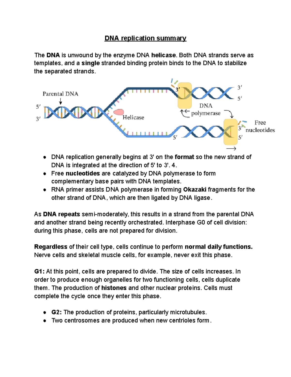 DNA replication summary - Both DNA strands serve as templates, and a ...