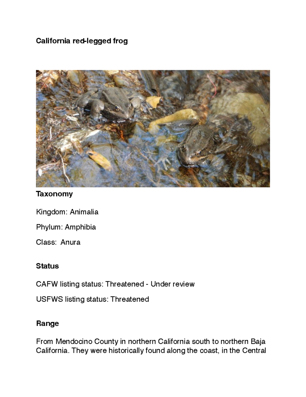 Biology - California Red-Legged frog - California red-legged frog ...