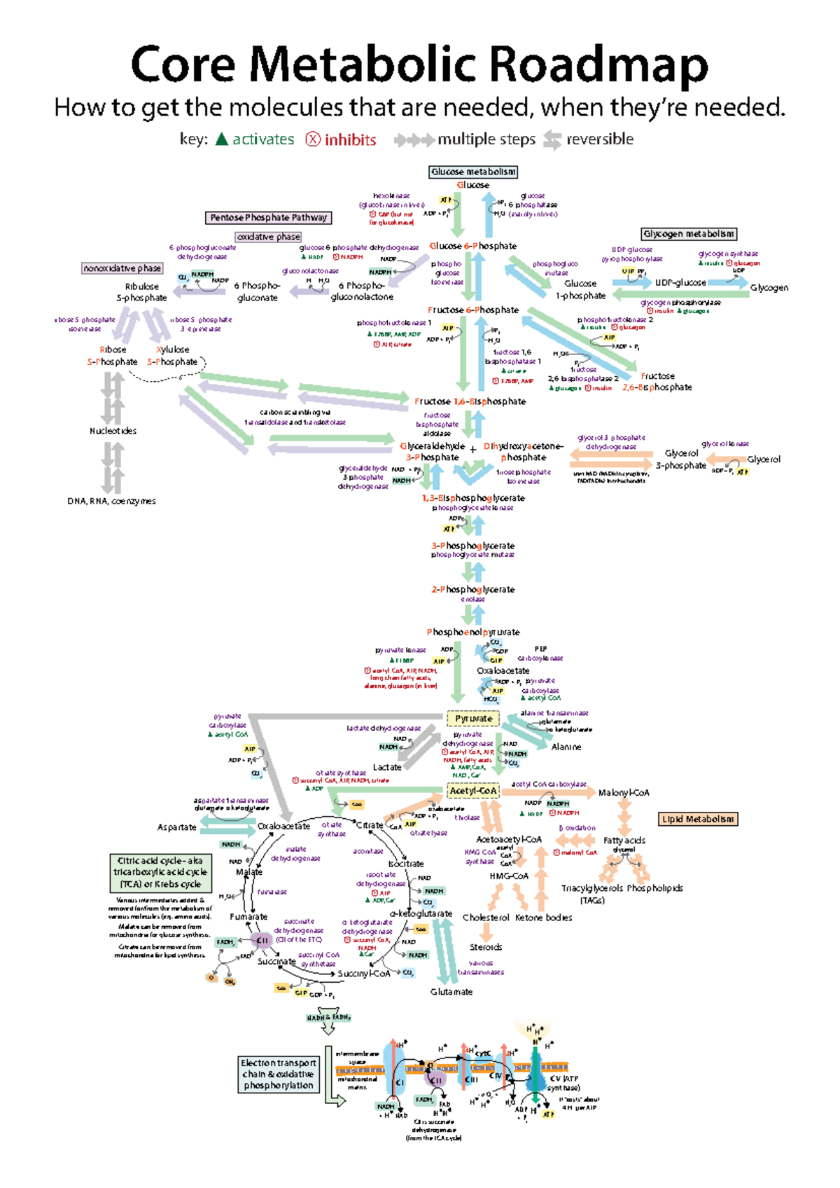 Metabolic Pathways interconnected Poster - Core Metabolic Roadmap How to get the molecules that ...