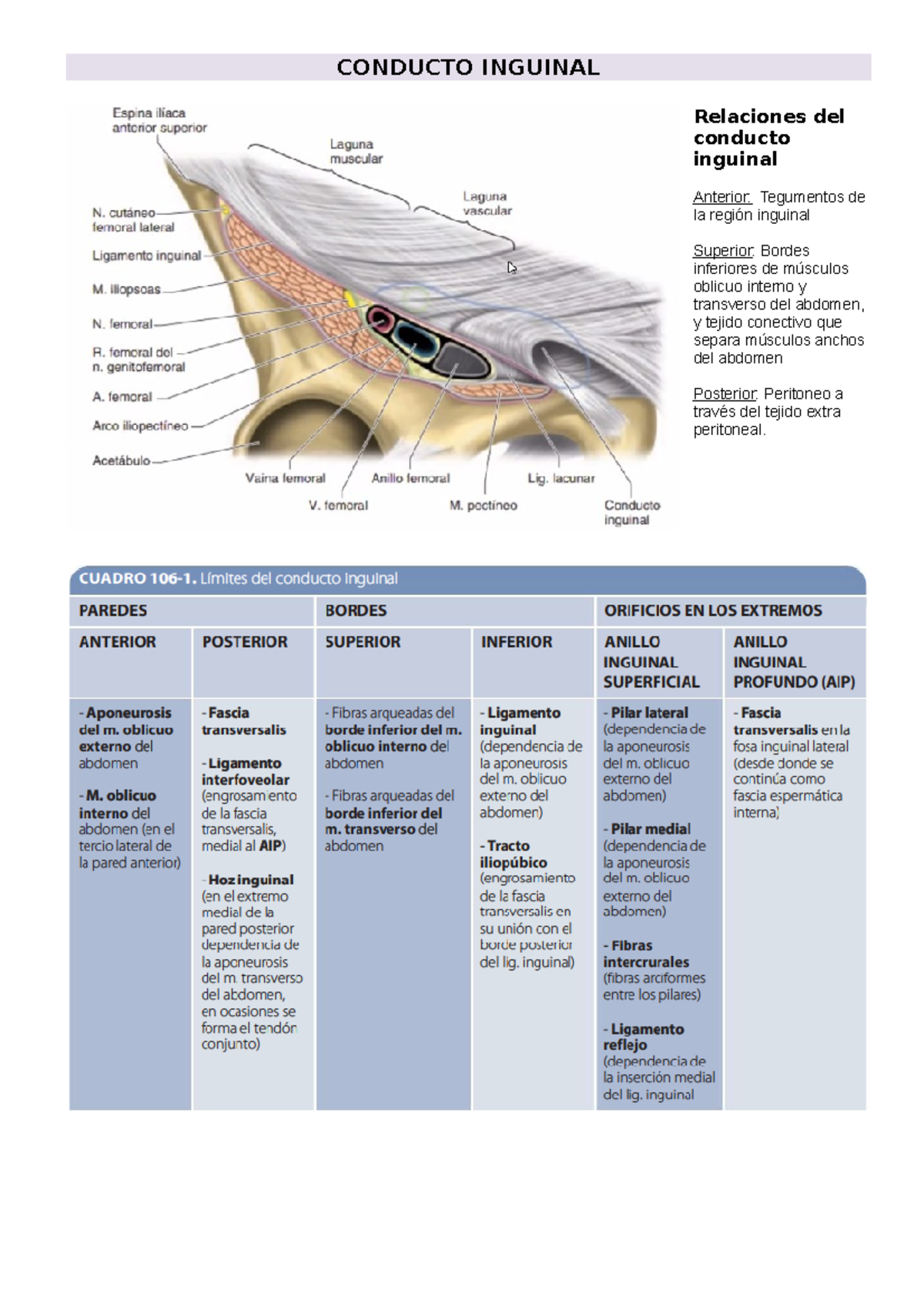 Conducto inguinal - CONDUCTO INGUINAL Relaciones del conducto inguinal Anterior: Tegumentos de ...