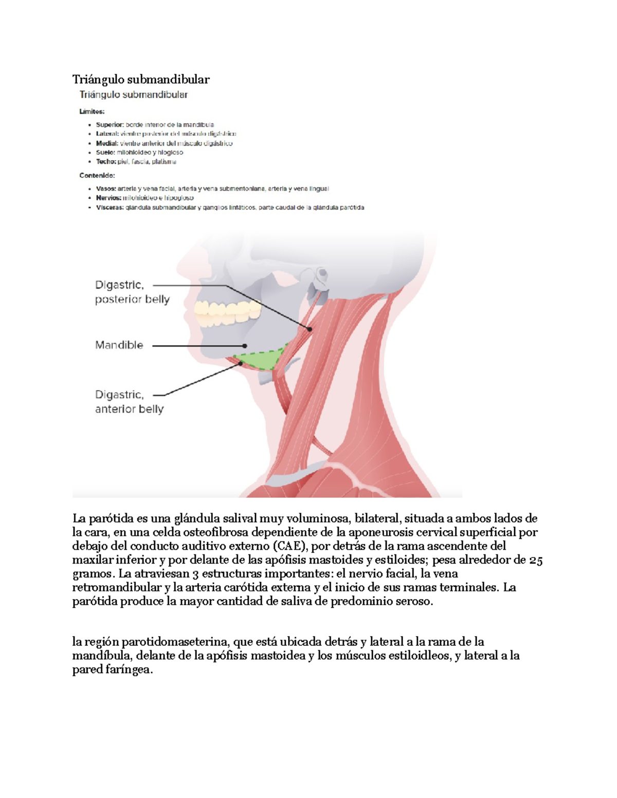 Esquema CAV. ORAL - repaso - Triángulo submandibular La parótida es una ...
