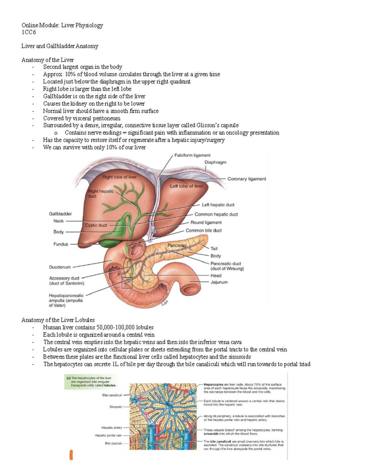 1CC6 Liver Physiology Module Notes - hth sci 1cc6 - McMaster - Studocu