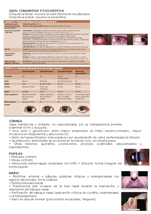 Irrigación - Irrigacion de los organos del abdomen - La irrigación del ...