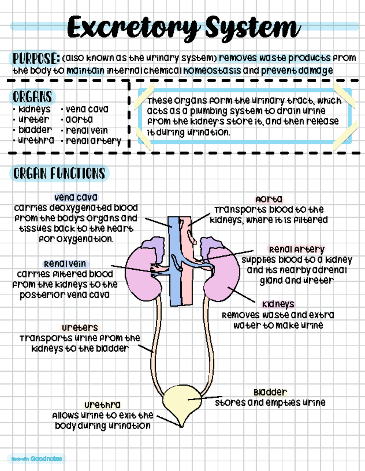Excretory System - Excretory System Purpose: (also known as the urinary ...