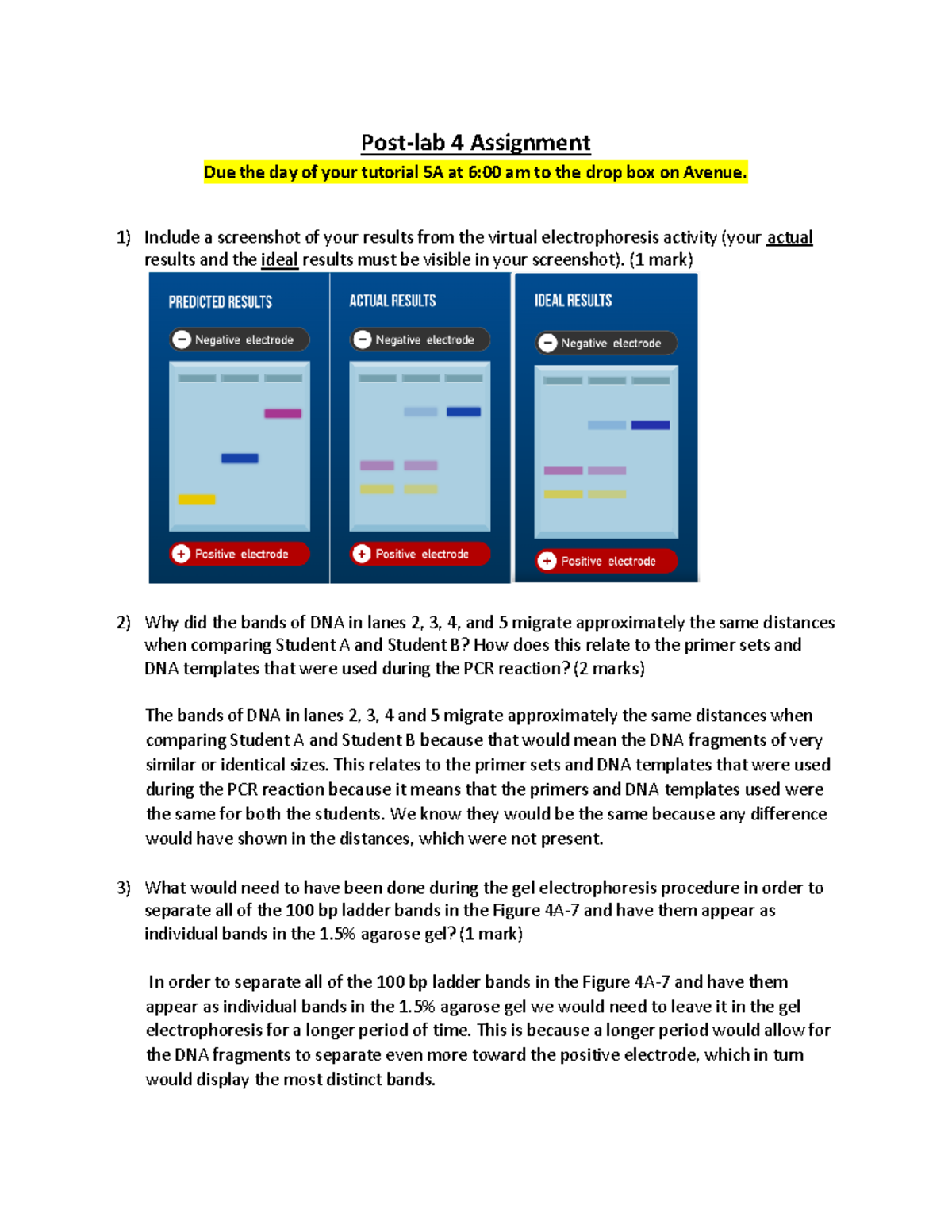 Bio Post-lab 4 Assignment - Post-lab 4 Assignment Due the day of your ...