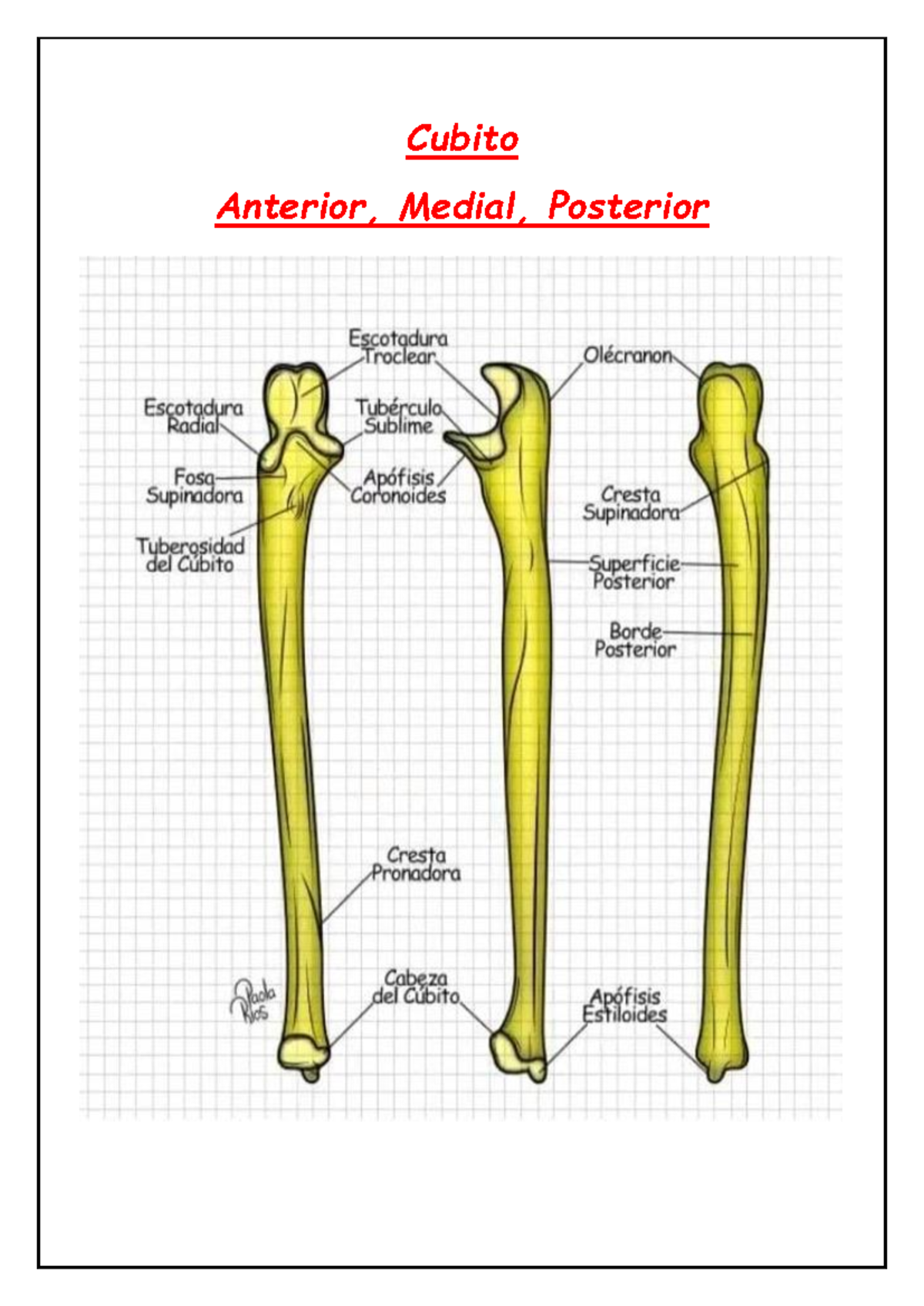 Cubito Y Radio - espero te ayude - Anatomia 1 - Cubito Anterior, Medial ...