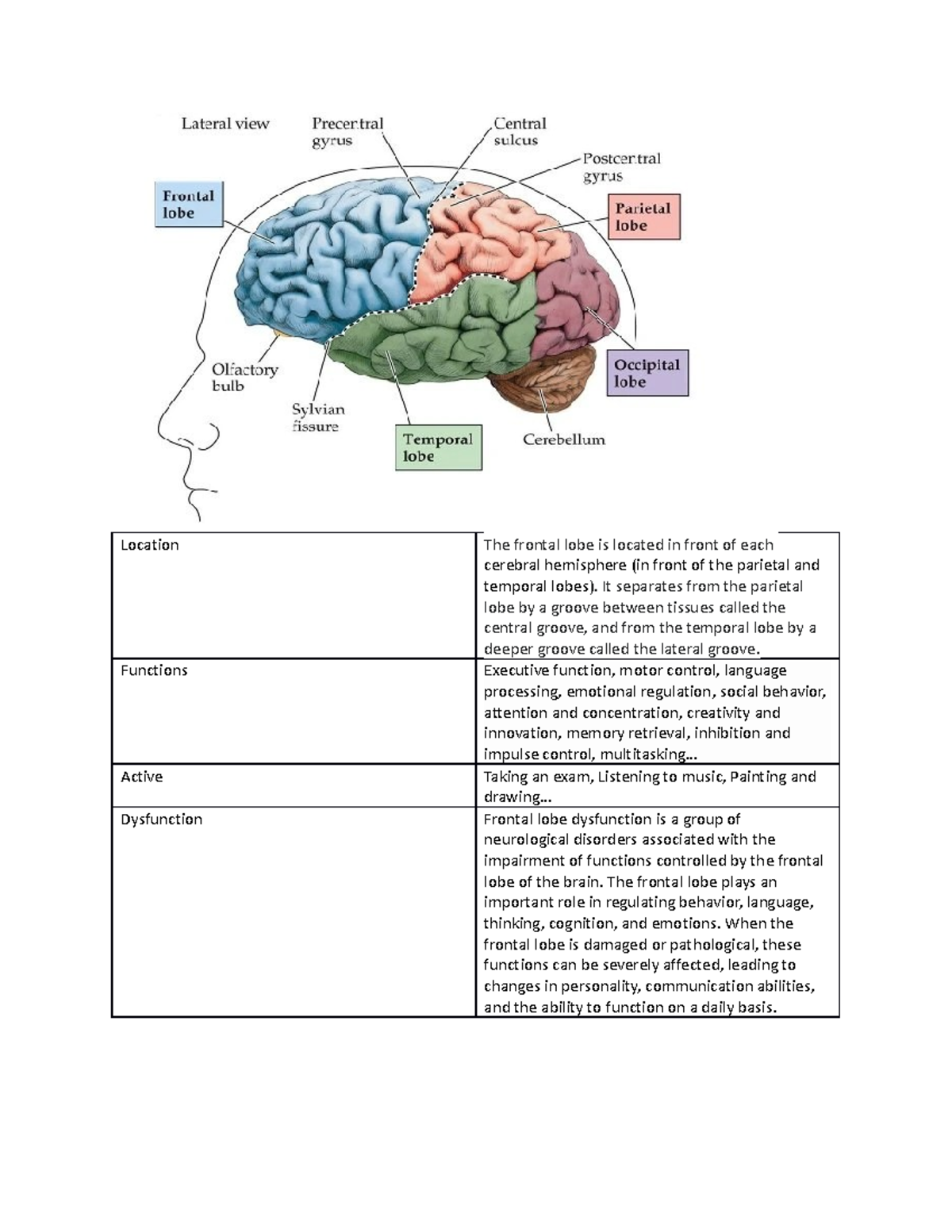 Frontal Lobe - dncknvlelliwnflwnfklnfjkneq,fe,fljenfljqiofjsd ...
