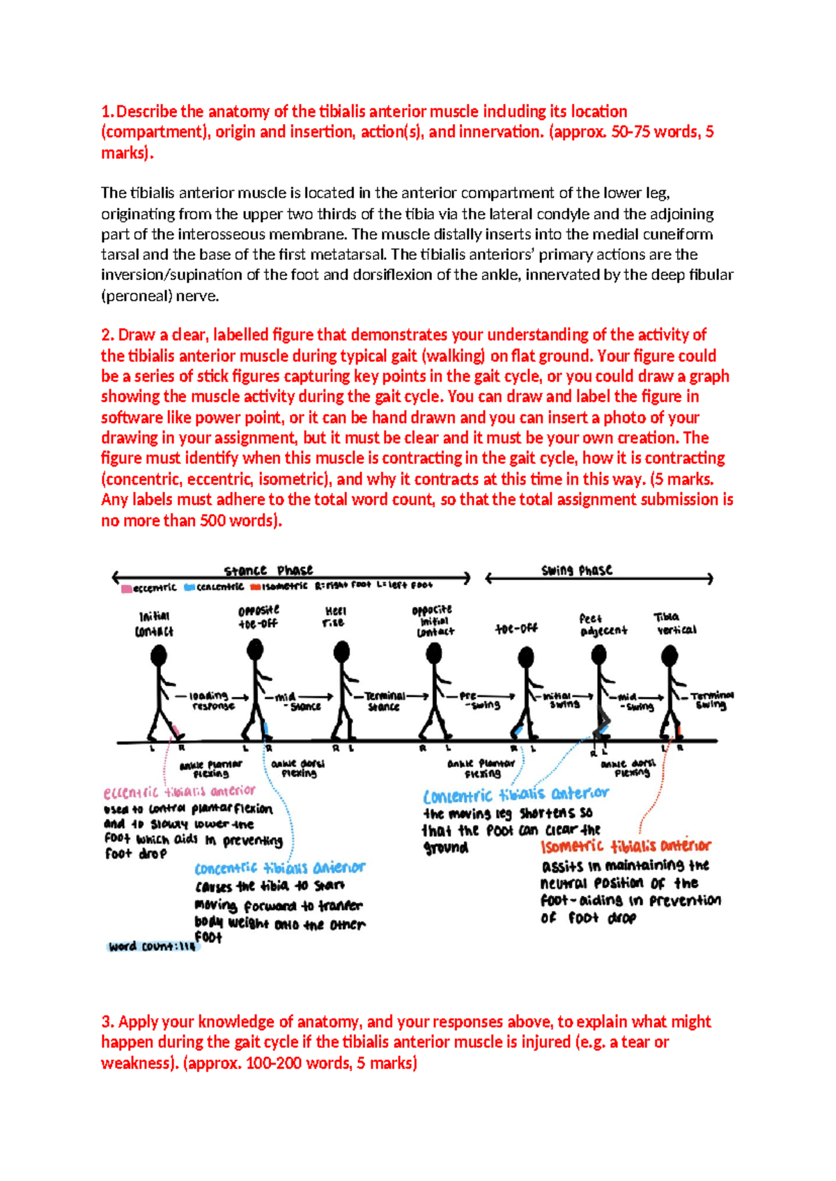 Anatomy essay - Describe the anatomy of the tibialis anterior muscle ...