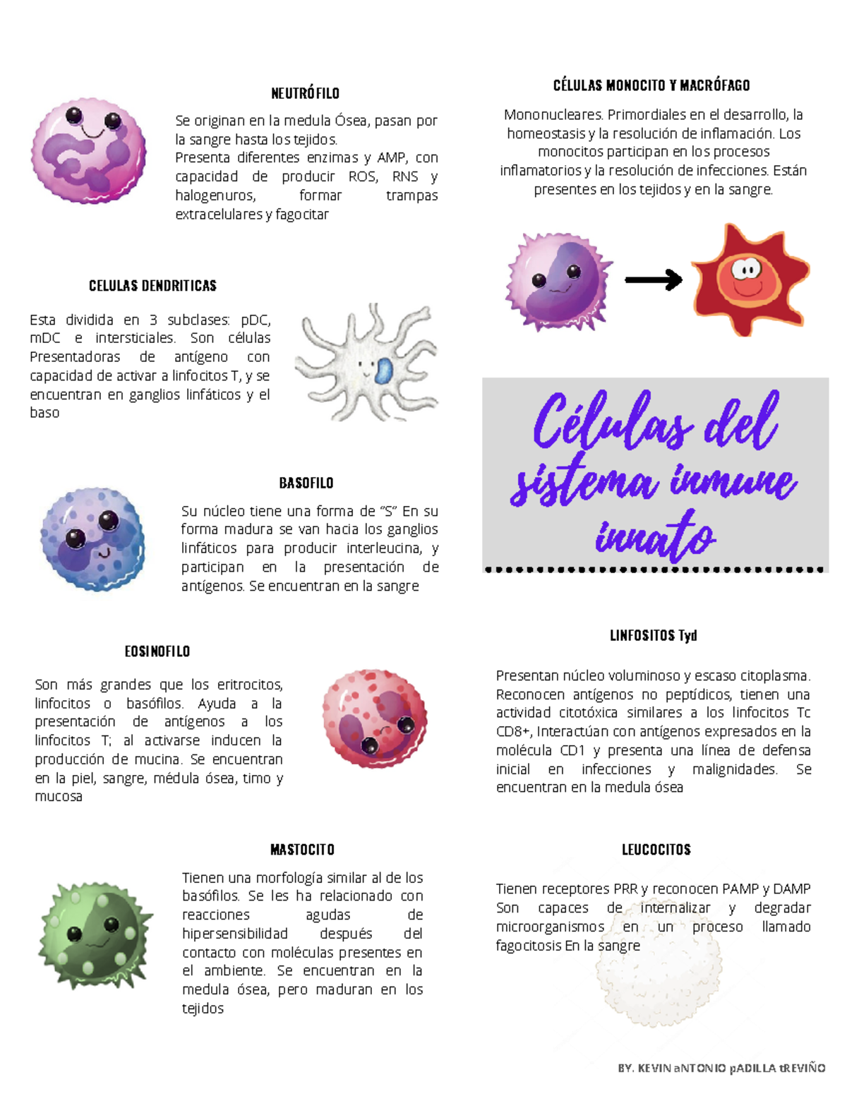 Células que componen el sistema inmune innato - Se originan en la ...