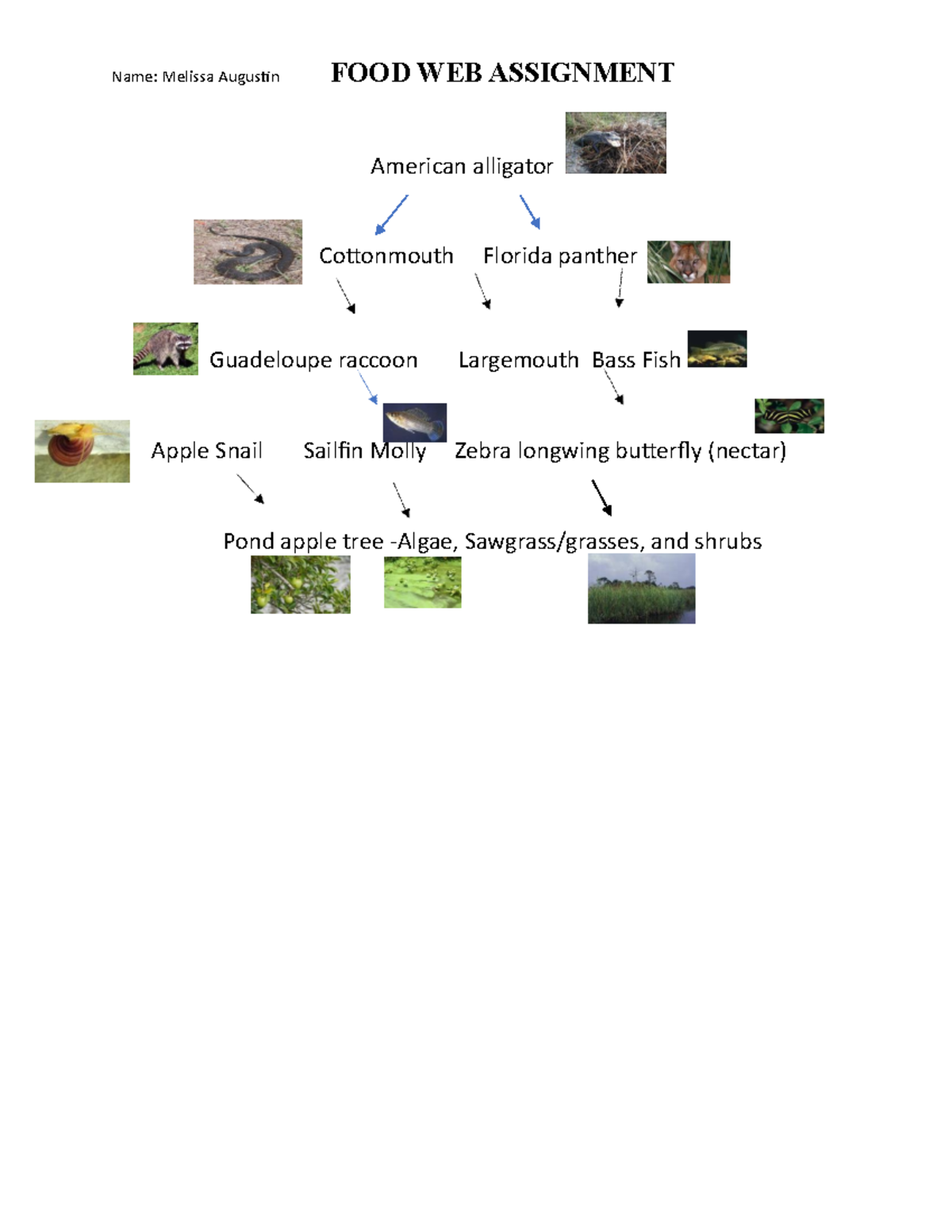 Food Web Assignment - n/a - 3180 - Name: Melissa Augustin FOOD WEB ASSIGNMENT American alligator ...