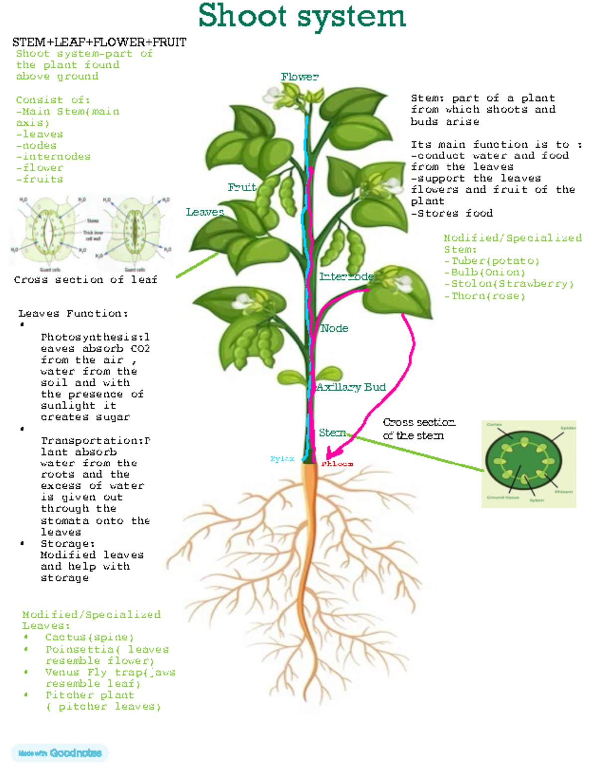 Botany - inforgraph project - Shoot system Stem: part of a plant from ...