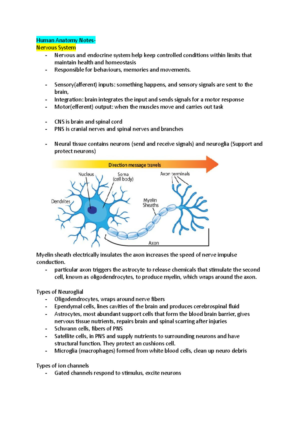 Human Anatomy Notes Quiz 2 - Human Anatomy Notes- Nervous System ...