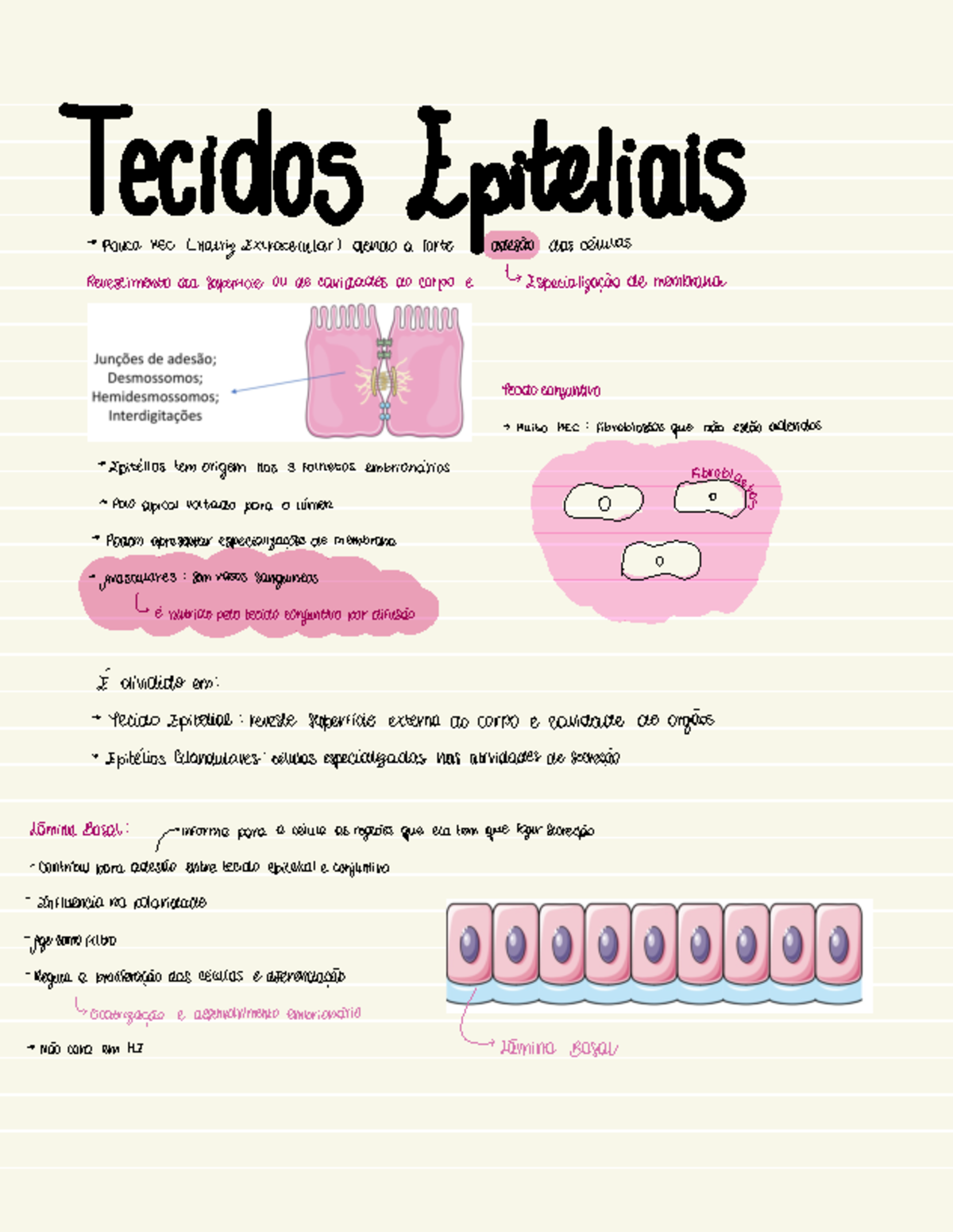 Tecido Epitelial - ecious [siteliais > Pouca Mec (Matriz Extracelular ...