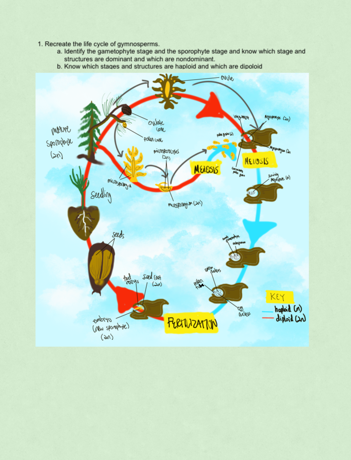 Gymnosperm Angiosperm Visual Study Guide - be a year for eachprocess ...