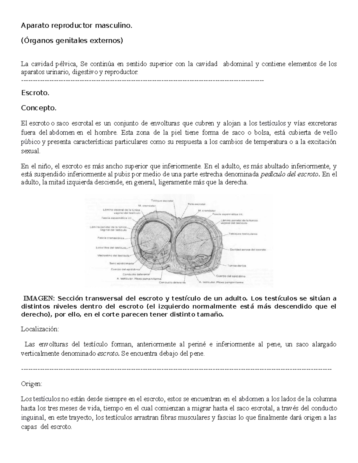 Aparato reproductor masculino (escroto y pene) - Aparato reproductor ...