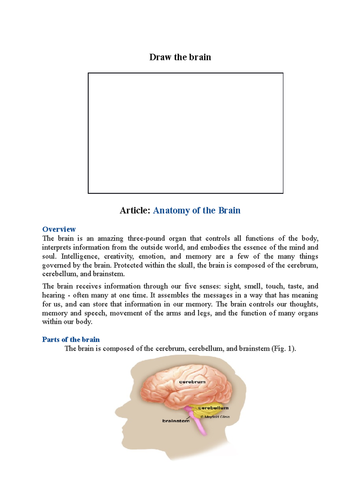 Article Anatomy of the Brain - Draw the brain Article: Anatomy of the ...