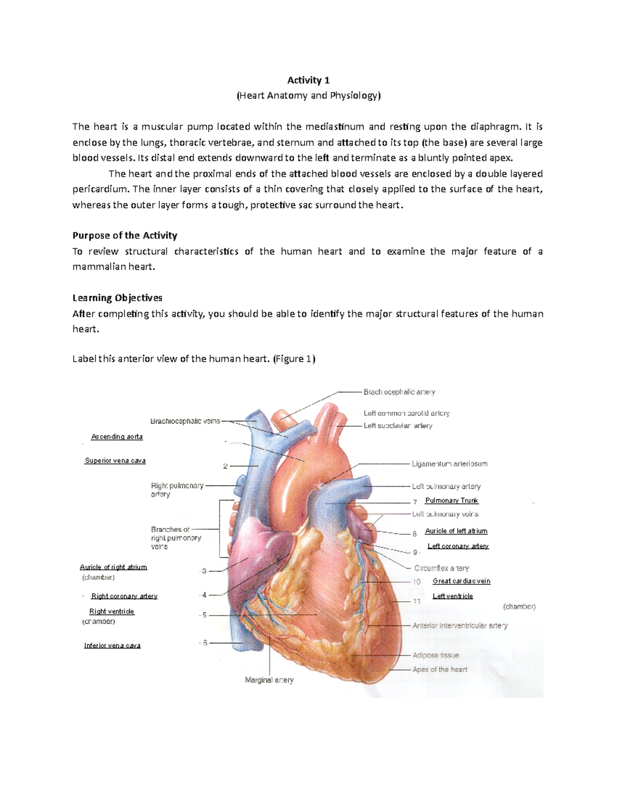 Cardiovascular System - Activity 1 (Heart Anatomy and Physiology) The ...