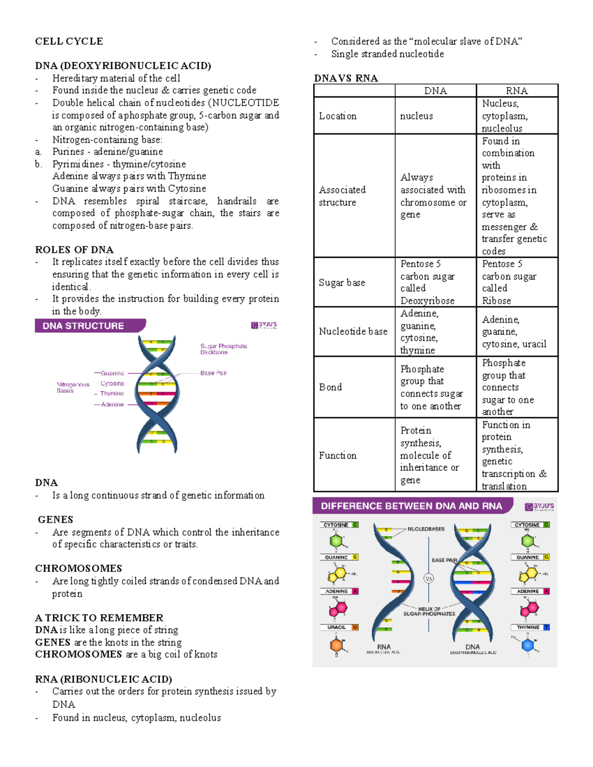 CELL Cycle - notes - CELL CYCLE DNA (DEOXYRIBONUCLEIC ACID) Hereditary ...