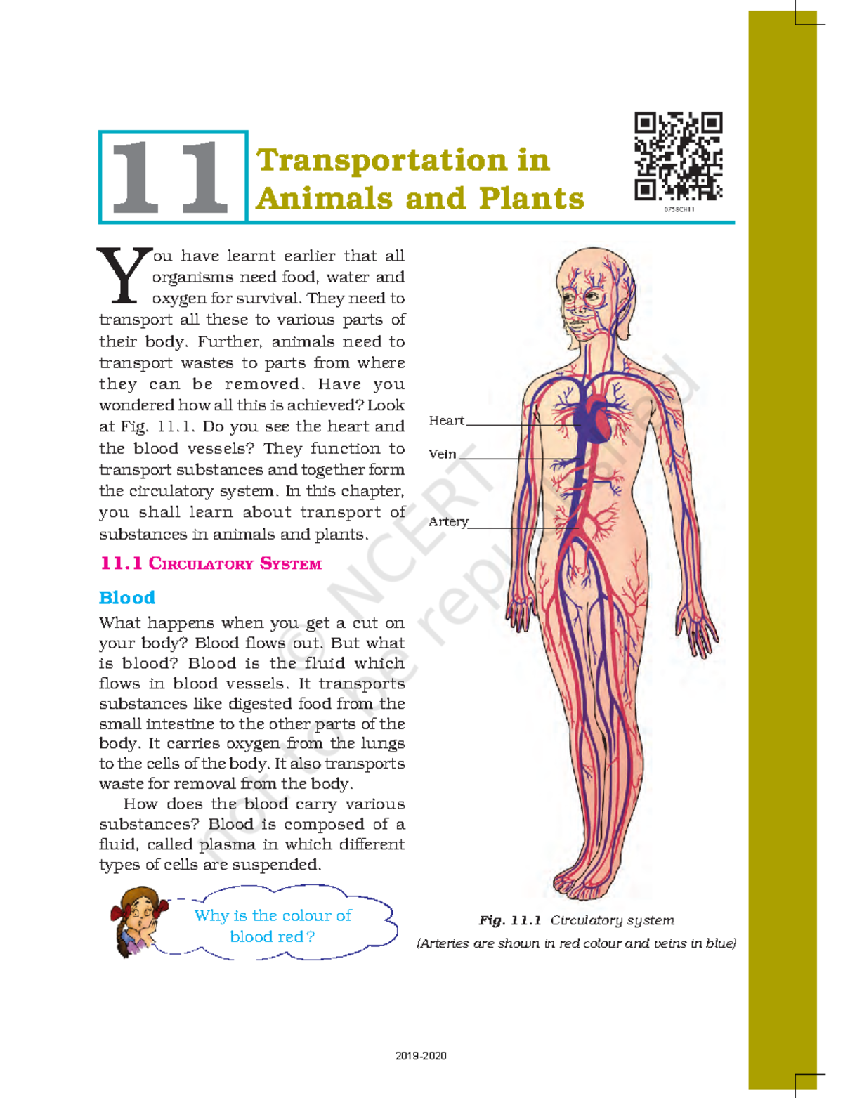 CBSE Class 7 Ncert Science Book Transportation in Animals and Plants ...