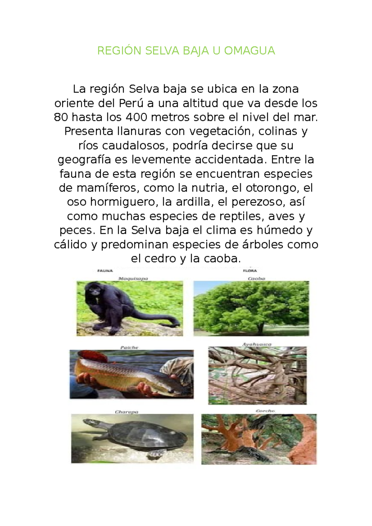 Región Selva BAJA U Omagua - REGIÓN SELVA BAJA U OMAGUA La región Selva ...