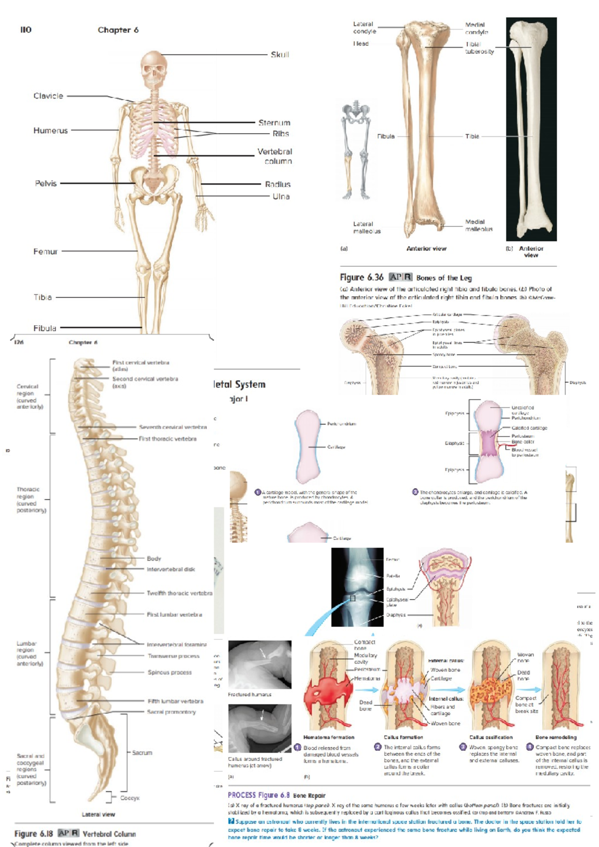 Chapter 6 Skeletal System figures - Medical Technologist - Studocu