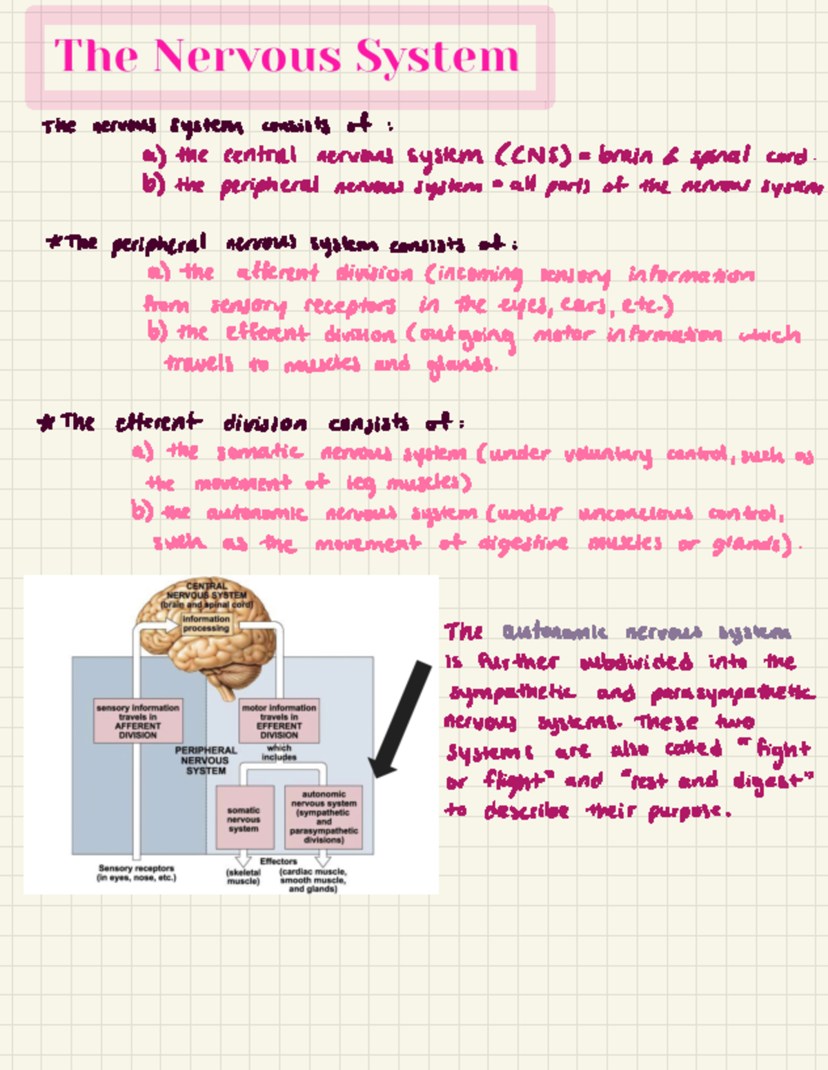 Homeostasis— Nervous System - The nervous system consists of : a) the ...