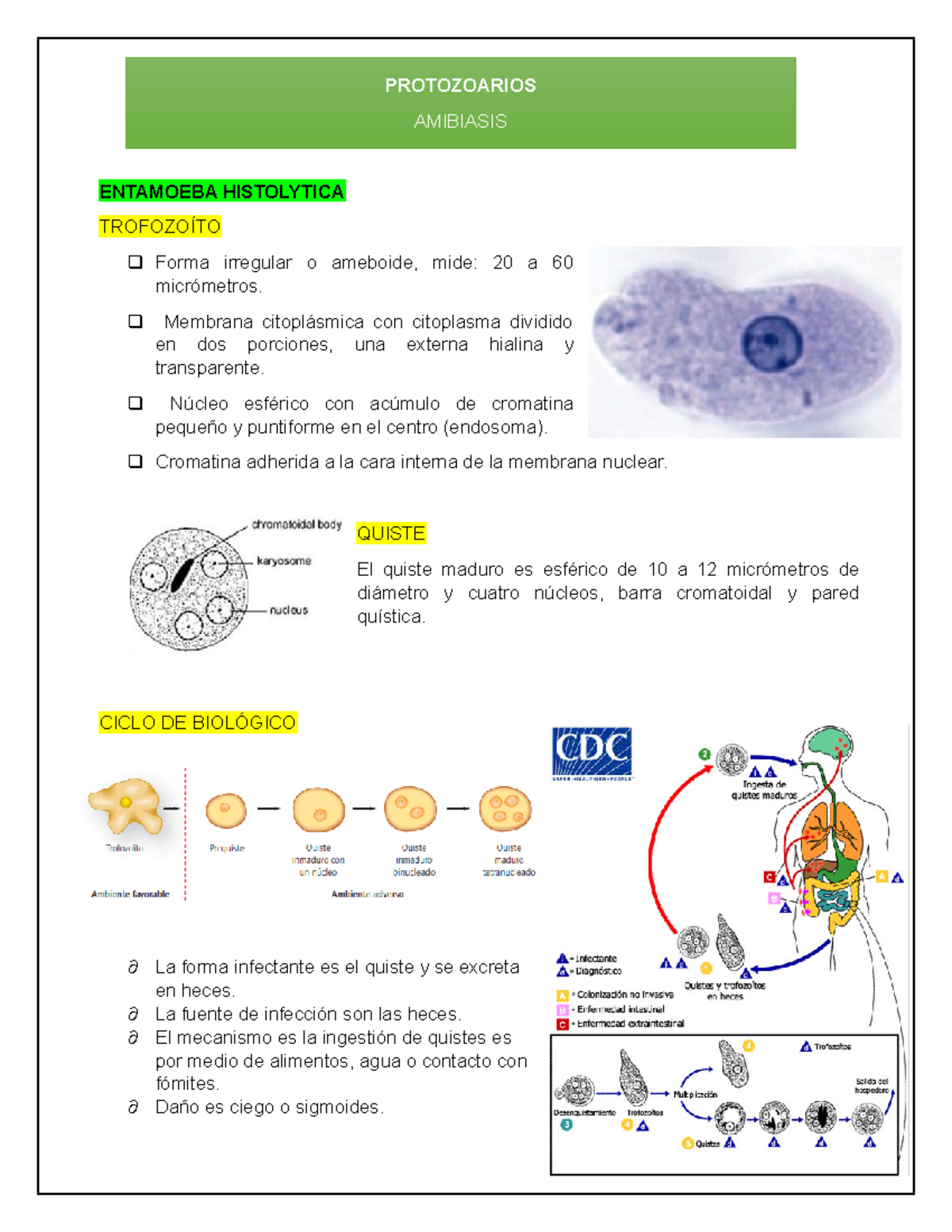 Amibiasis (protozoarios) - ENTAMOEBA HISTOLYTICA TROFOZOÍTO Forma ...