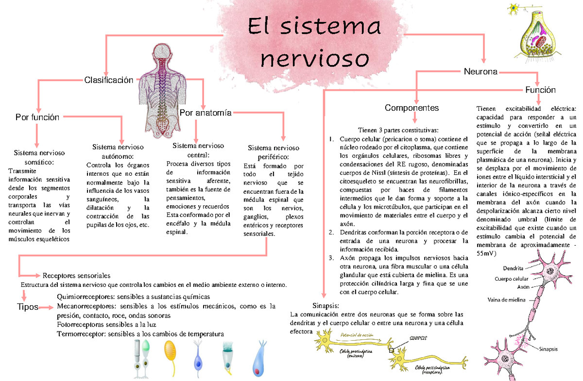 Actividad 3-Rutiaga Ramírez Jalil Esmeralda - El sistema nervioso ...