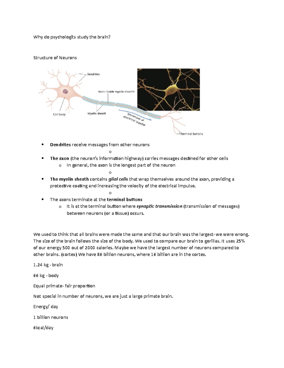 Psychology- Lecture notes 3 - Why do psychologits study the brain ...