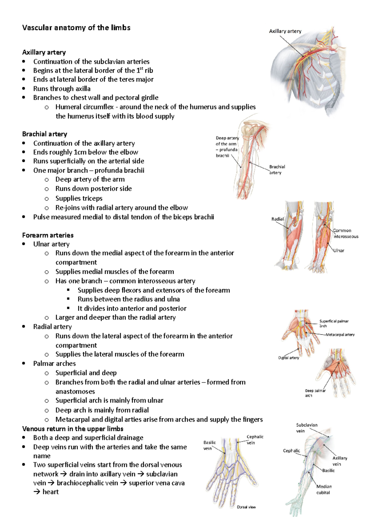 Vascular Anatomy of Limbs - Vascular anatomy of the limbs Axillary ...