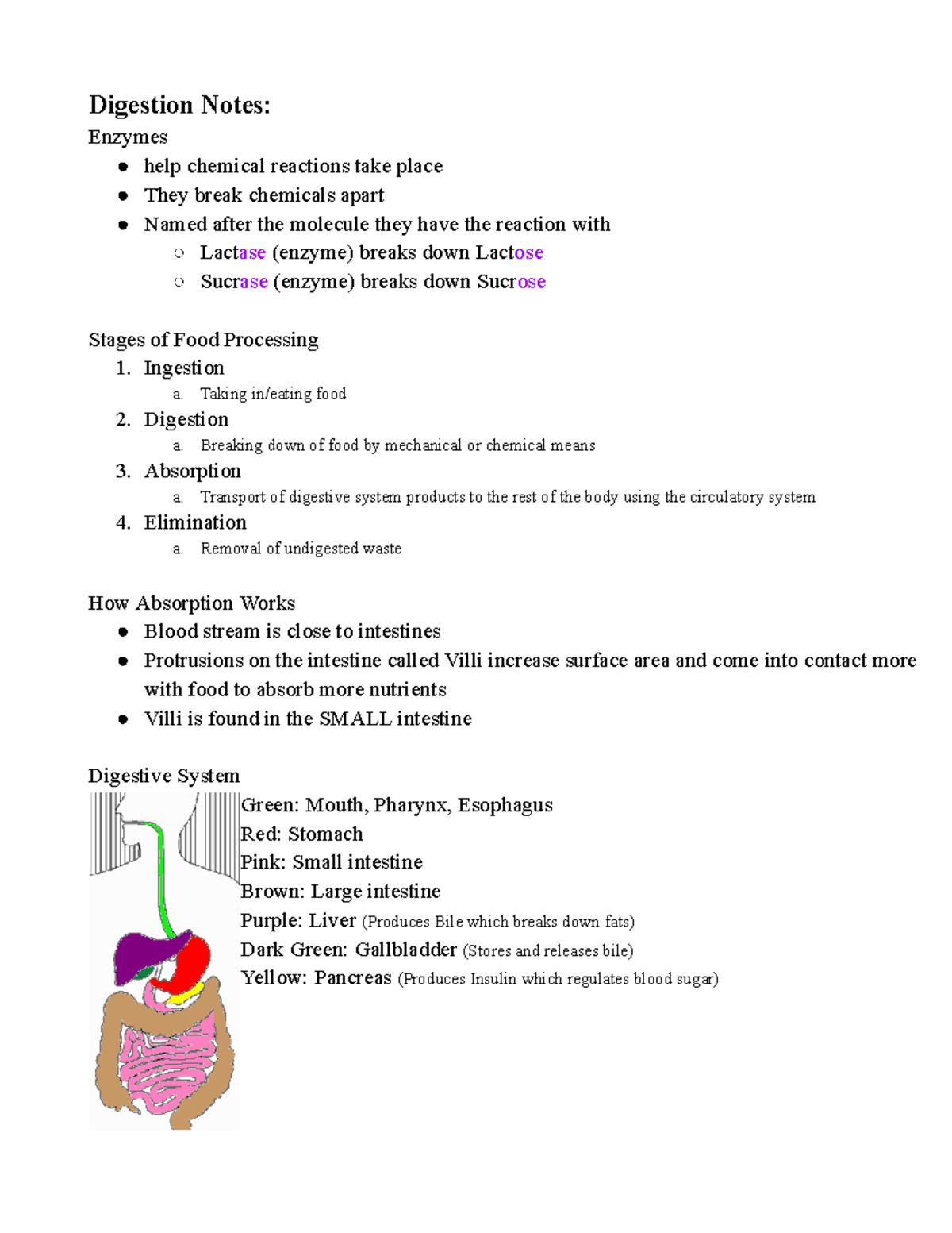 Unit 5 Animals - Digestion Notes: Enzymes help chemical reactions take ...
