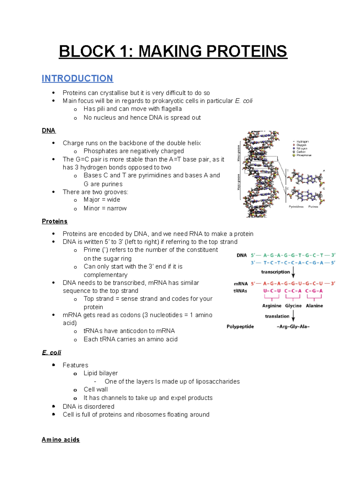 Topic 1 - Proteins - BLOCK 1: MAKING PROTEINS INTRODUCTION Proteins can ...