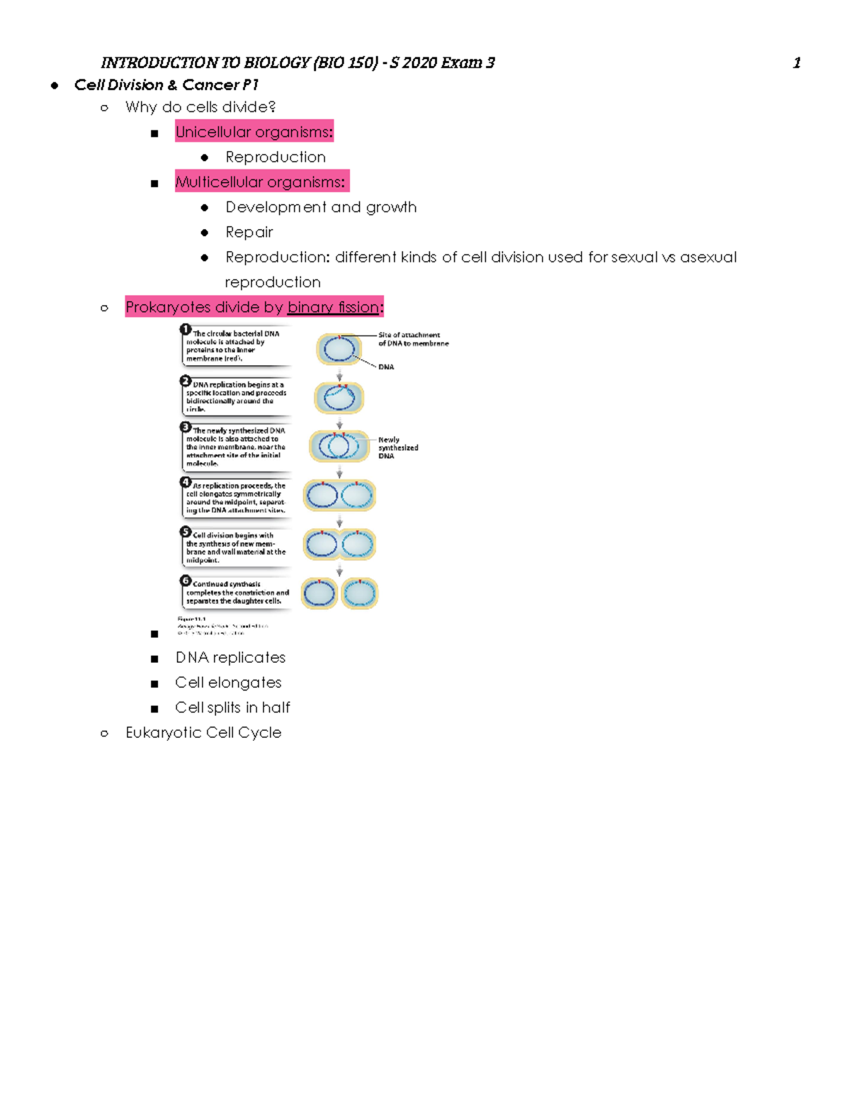 Copy of EXAM 4 Lecture Notes - Cell Division & Cancer P Why do cells ...