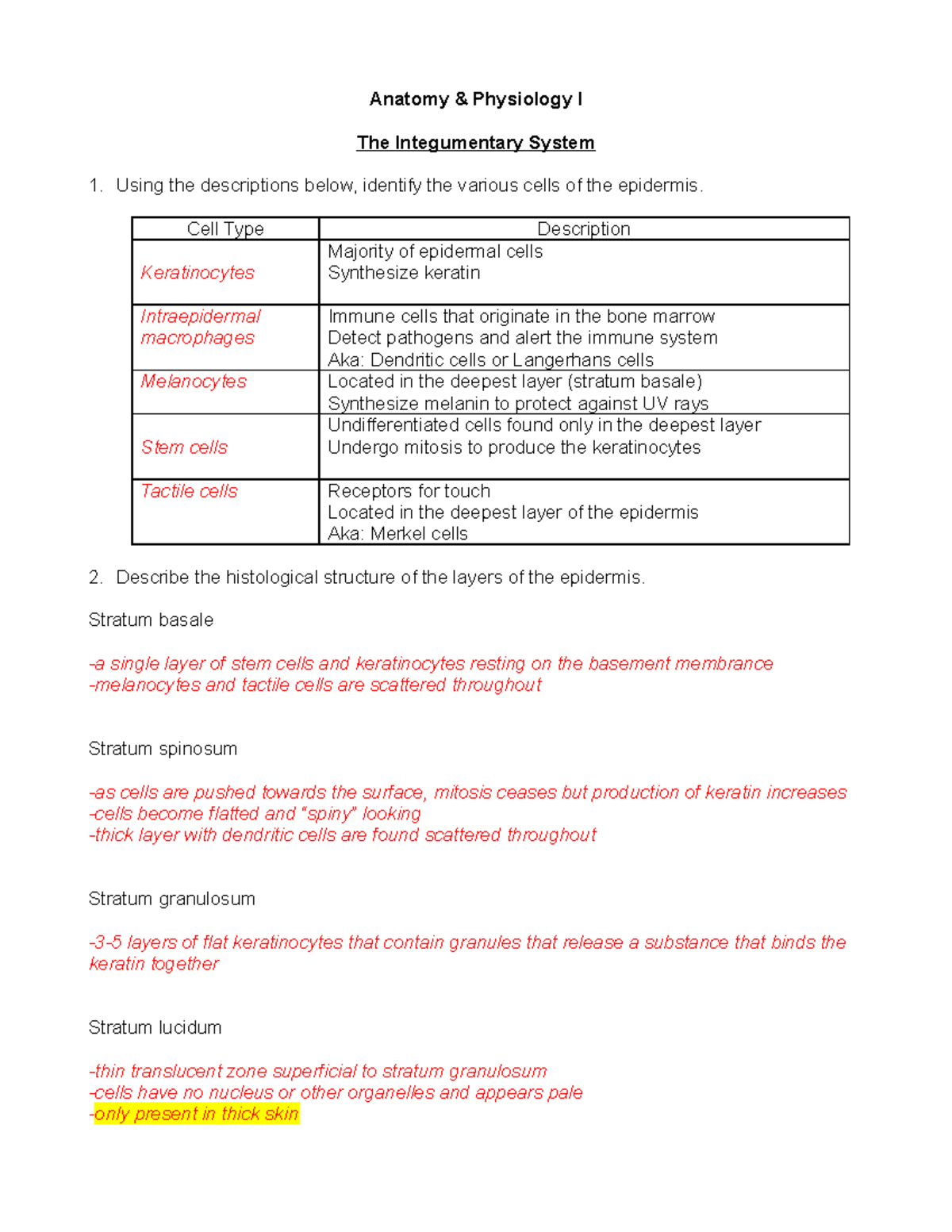 Anatomy Physiology I: Integumentary System Cells Layers and Functions ...