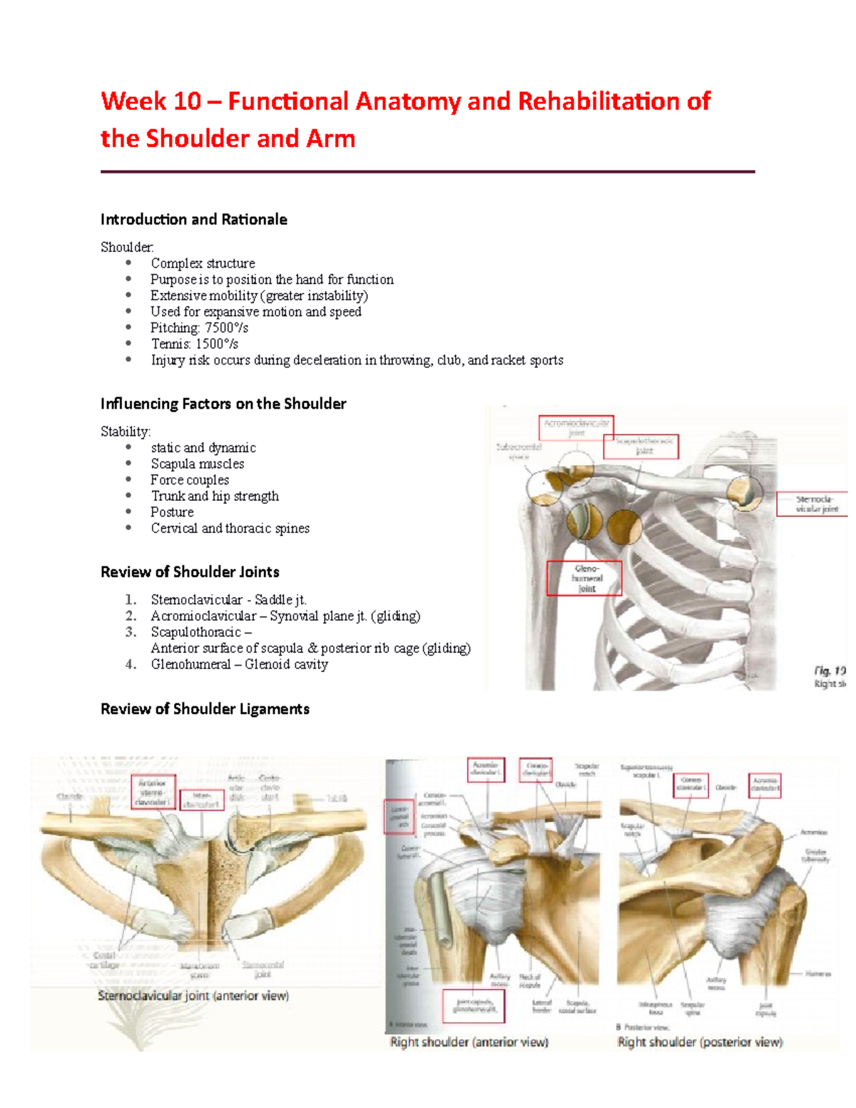 Week 10 – Functional Anatomy and Rehabilitation of the Shoulder and Arm ...