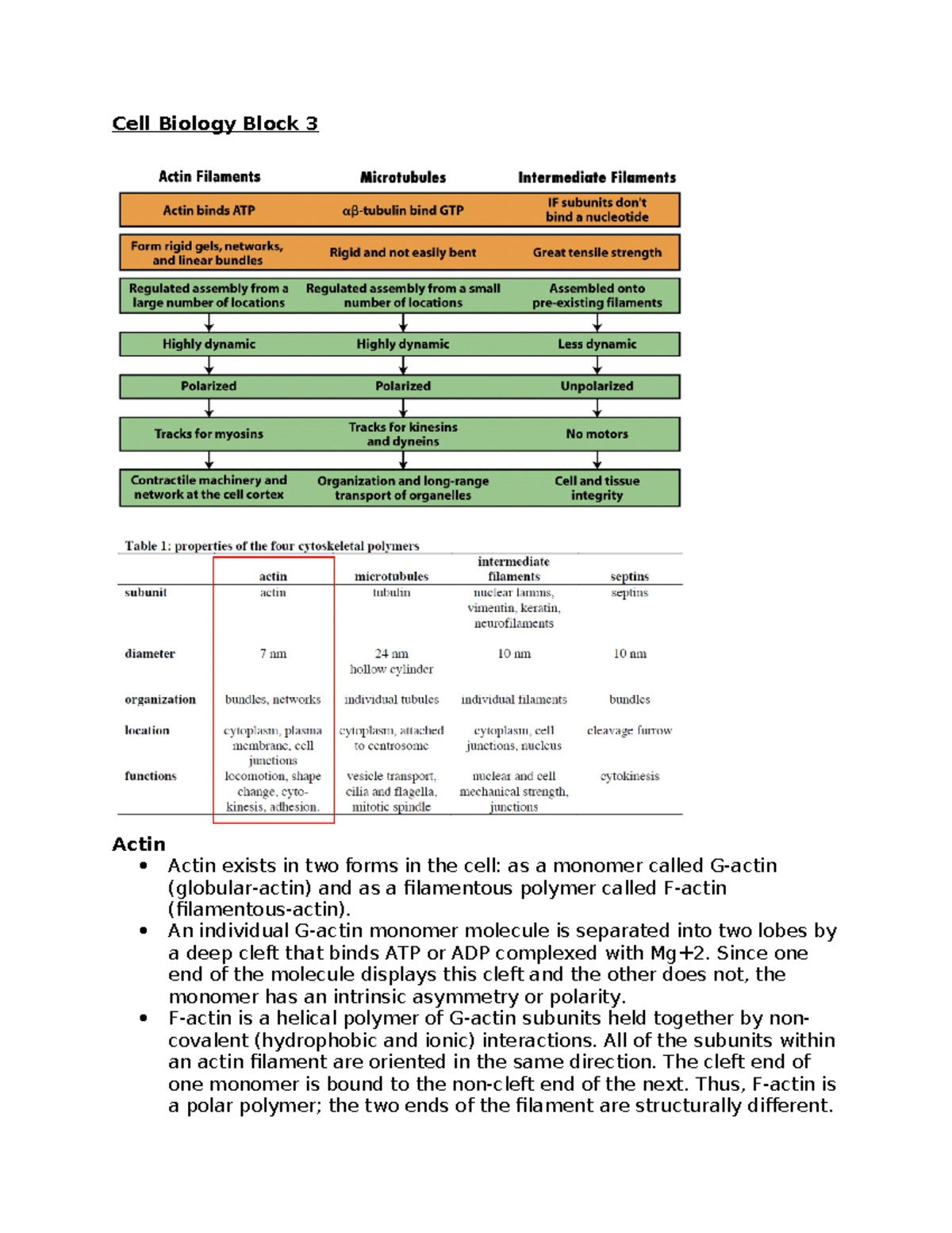 Cell Biology Block 3 - notes - Cell Biology Block 3 Actin Actin exists ...