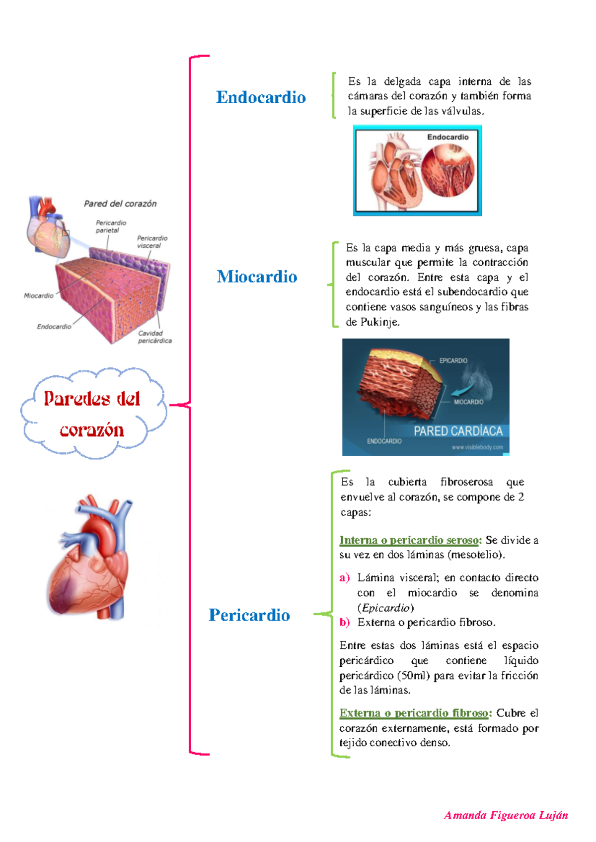 Paredes del corazón - Endocardio Es la delgada capa interna de las ...