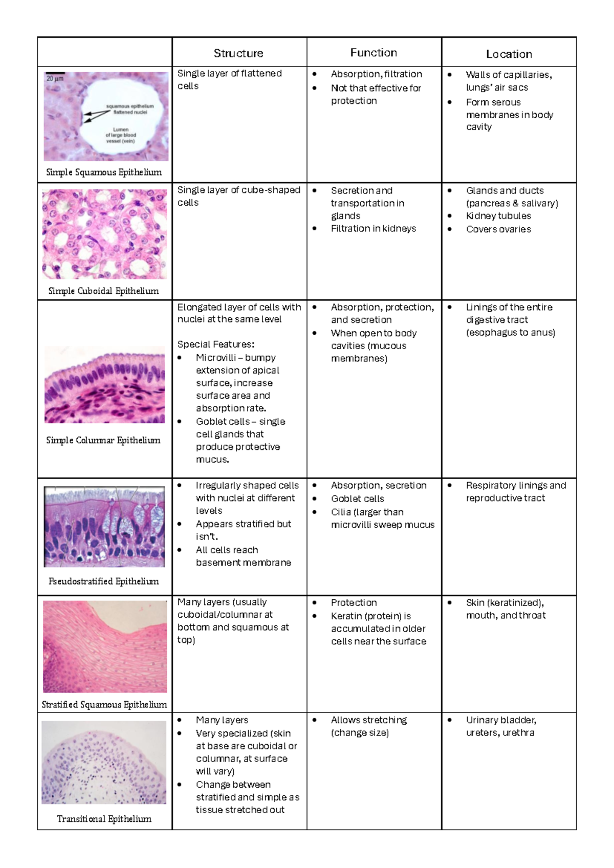 Types of Epithelial Tissues - Single layer of flattened cells ...