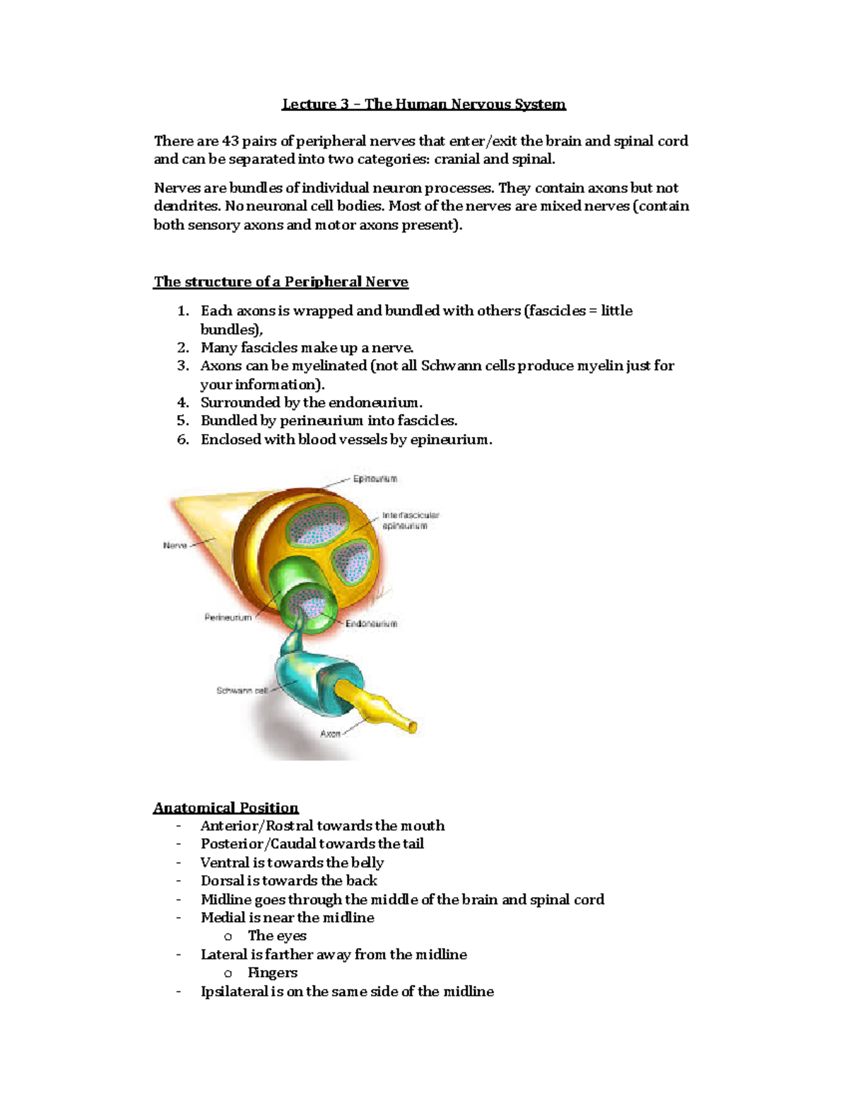 Revision Notes: Book "Neuroscience Exploring The Brain" - Lecture 3-5 ...