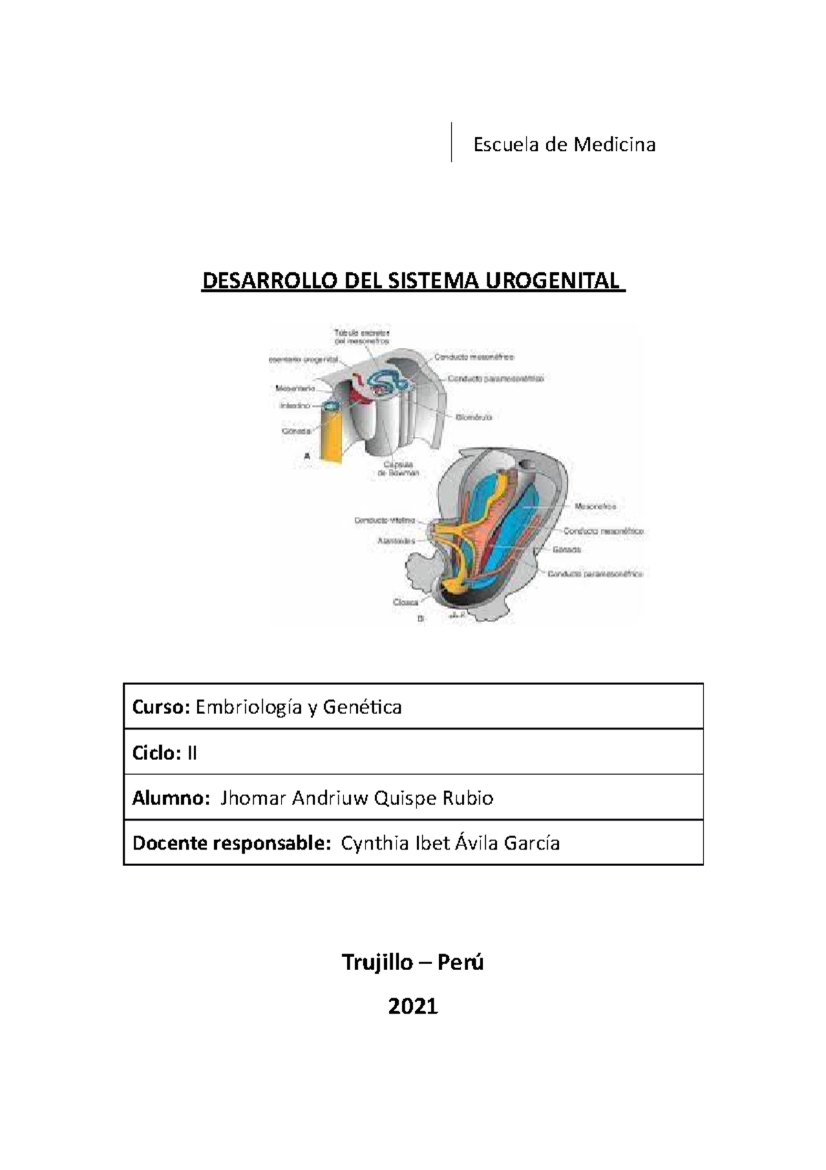 Sistema urogenital. Embriología - Escuela de Medicina DESARROLLO DEL ...