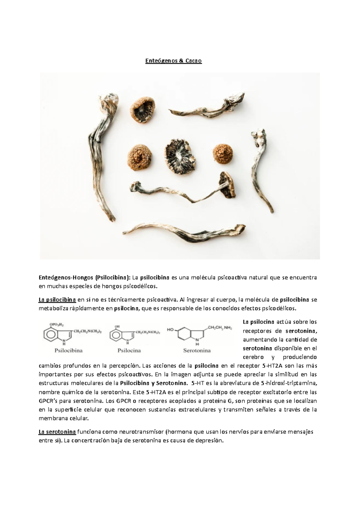 1° Entheogens & Cacao - life - Enteógenos & Cacao Enteógenos-Hongos ...