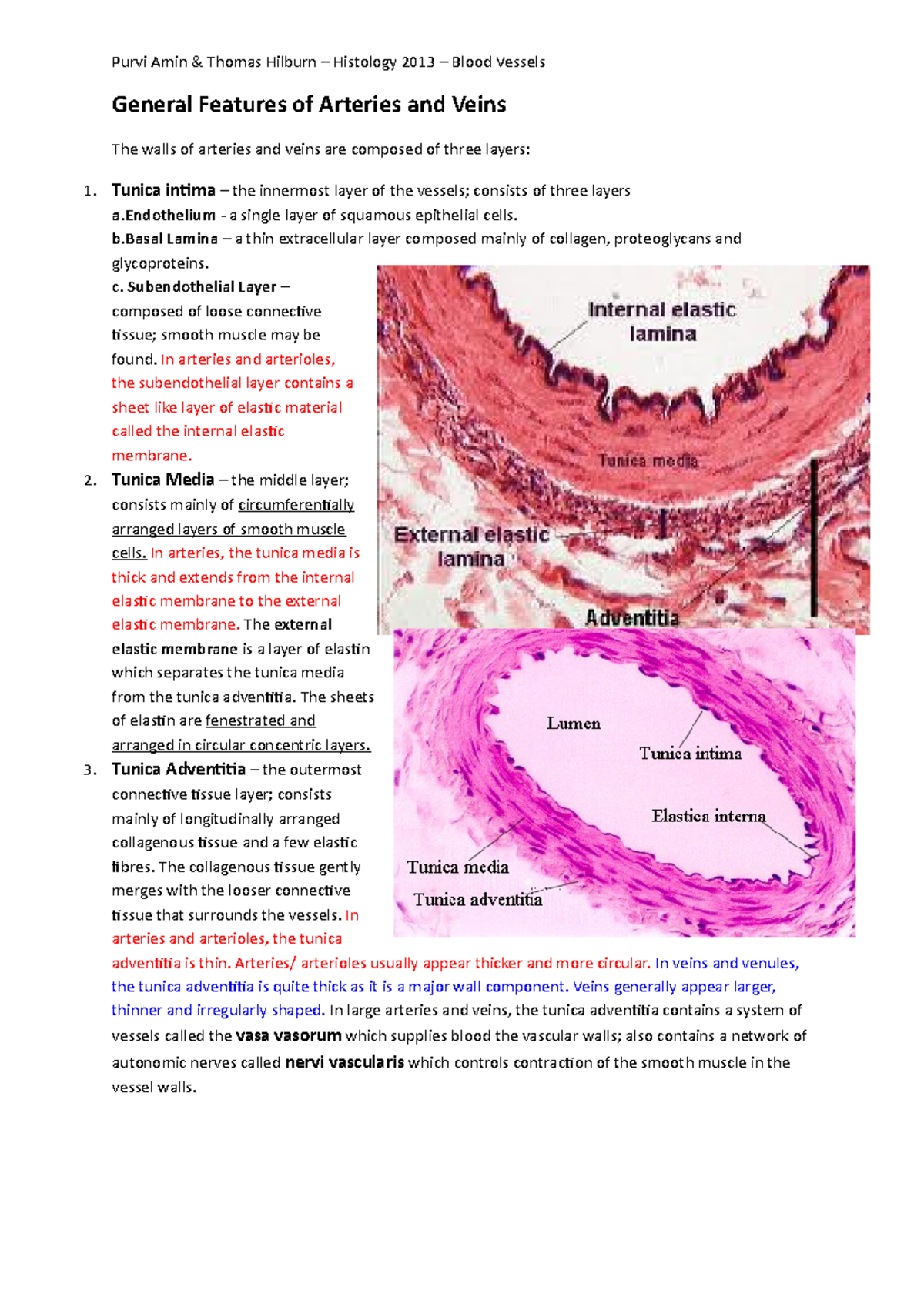 Blood Vessels - Tunica intima the innermost layer of the consists of ...