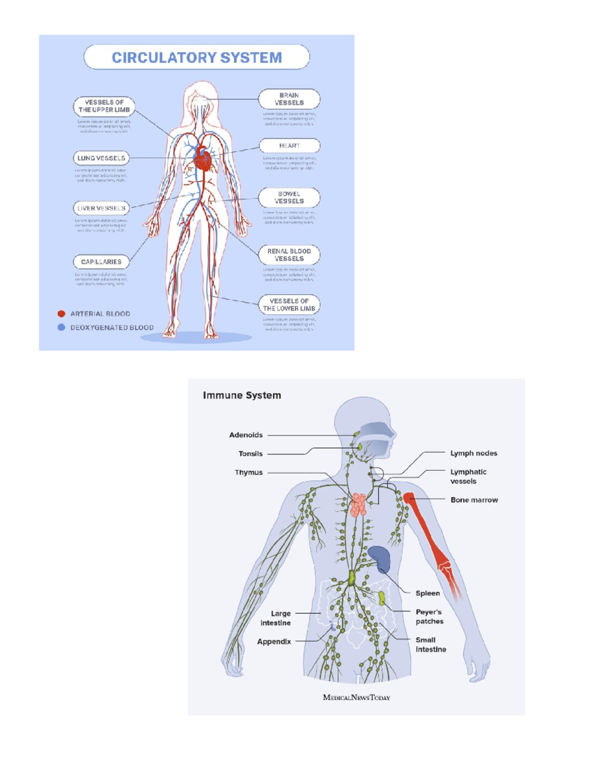 Immune & circulatory system - Maternal and Child Nursing - Studocu