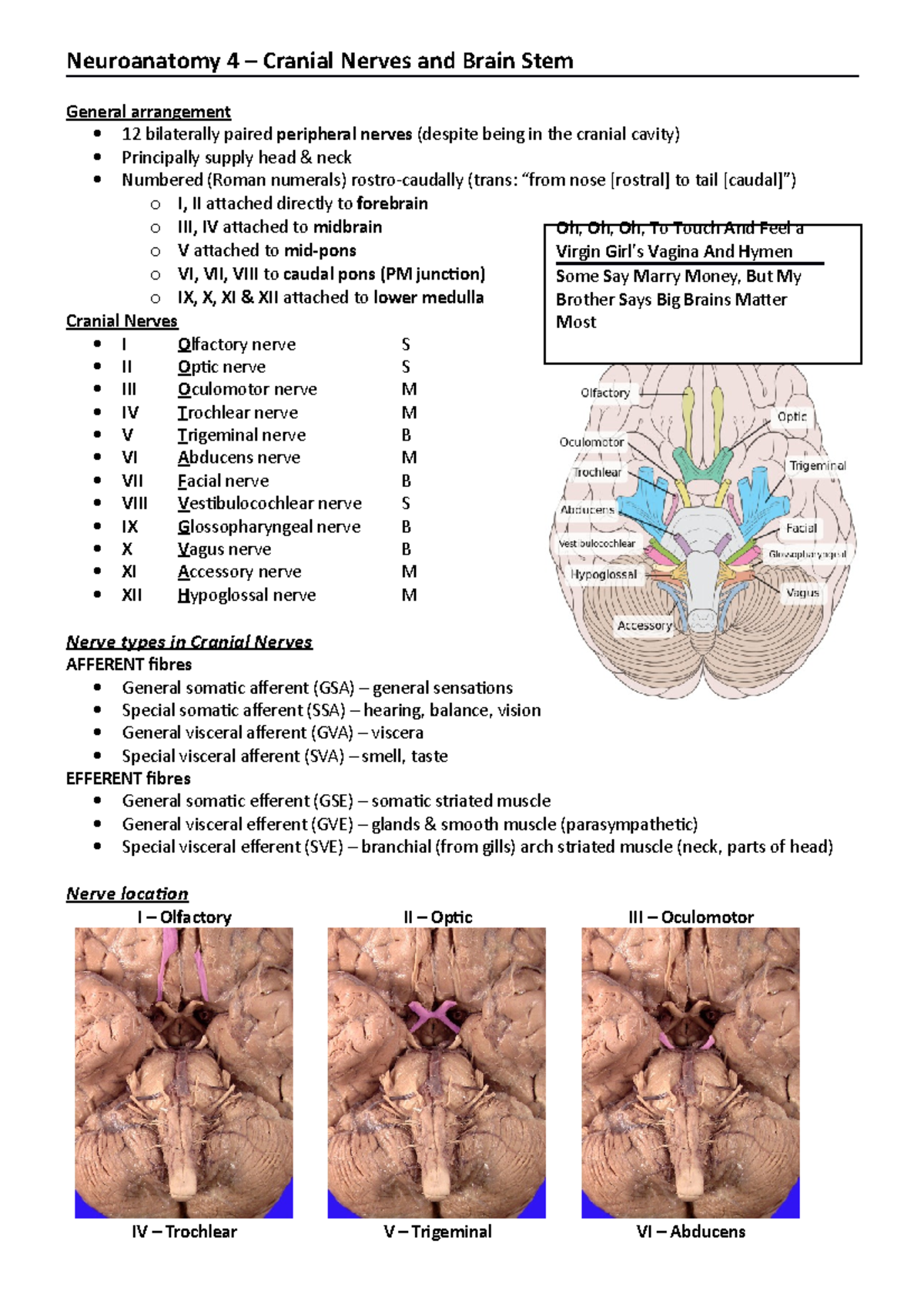 Neuroanatomy 4 - Cranial Nerves and Brain Stem - ) Tractus solitarius ...