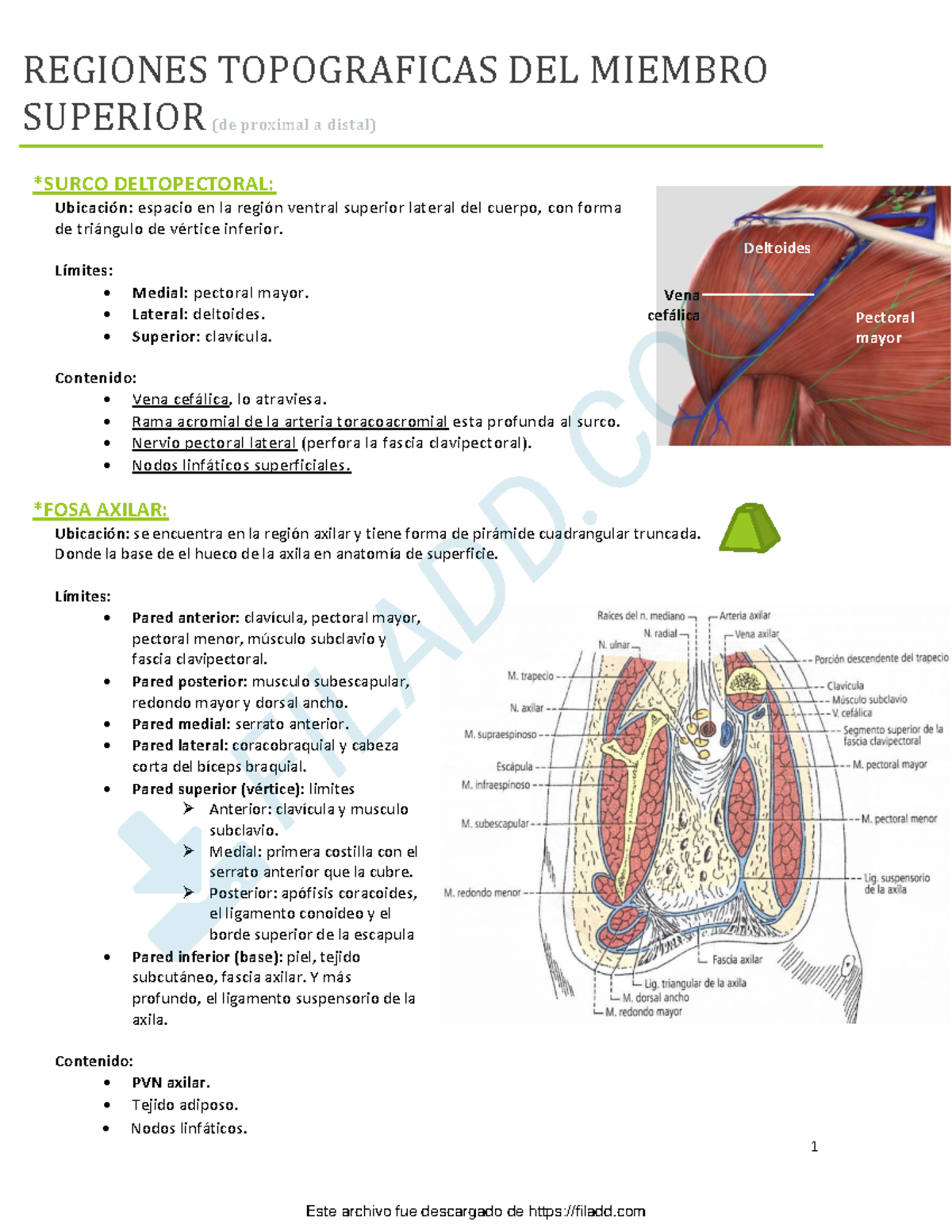 6 Regiones Topograficas DEL Miembro Superior - 1 REGIONES TOPOGRAFICAS ...