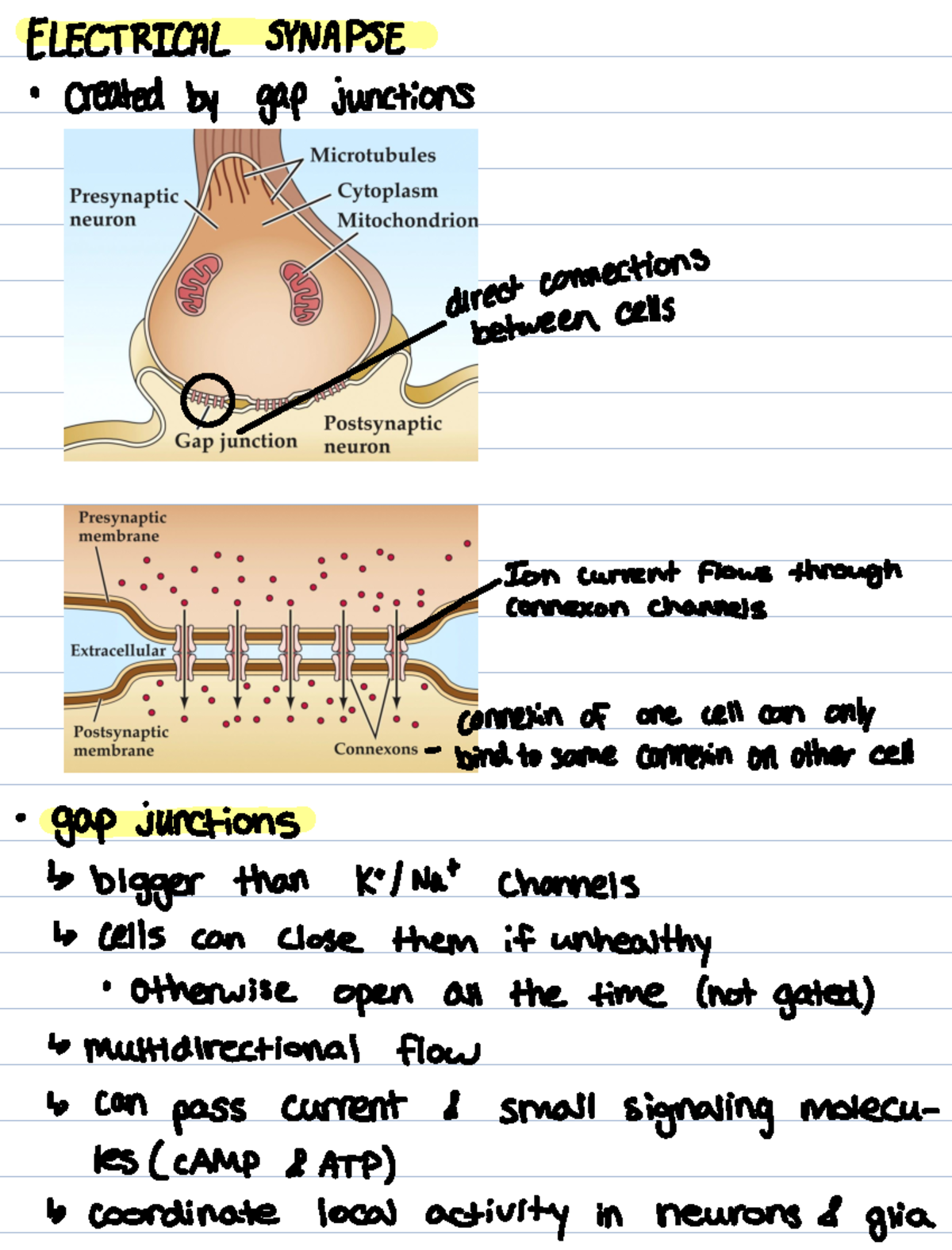 Synaptic Transmission - ELECTRICAL SYNAPSE created by gap junctions direct connections between ...
